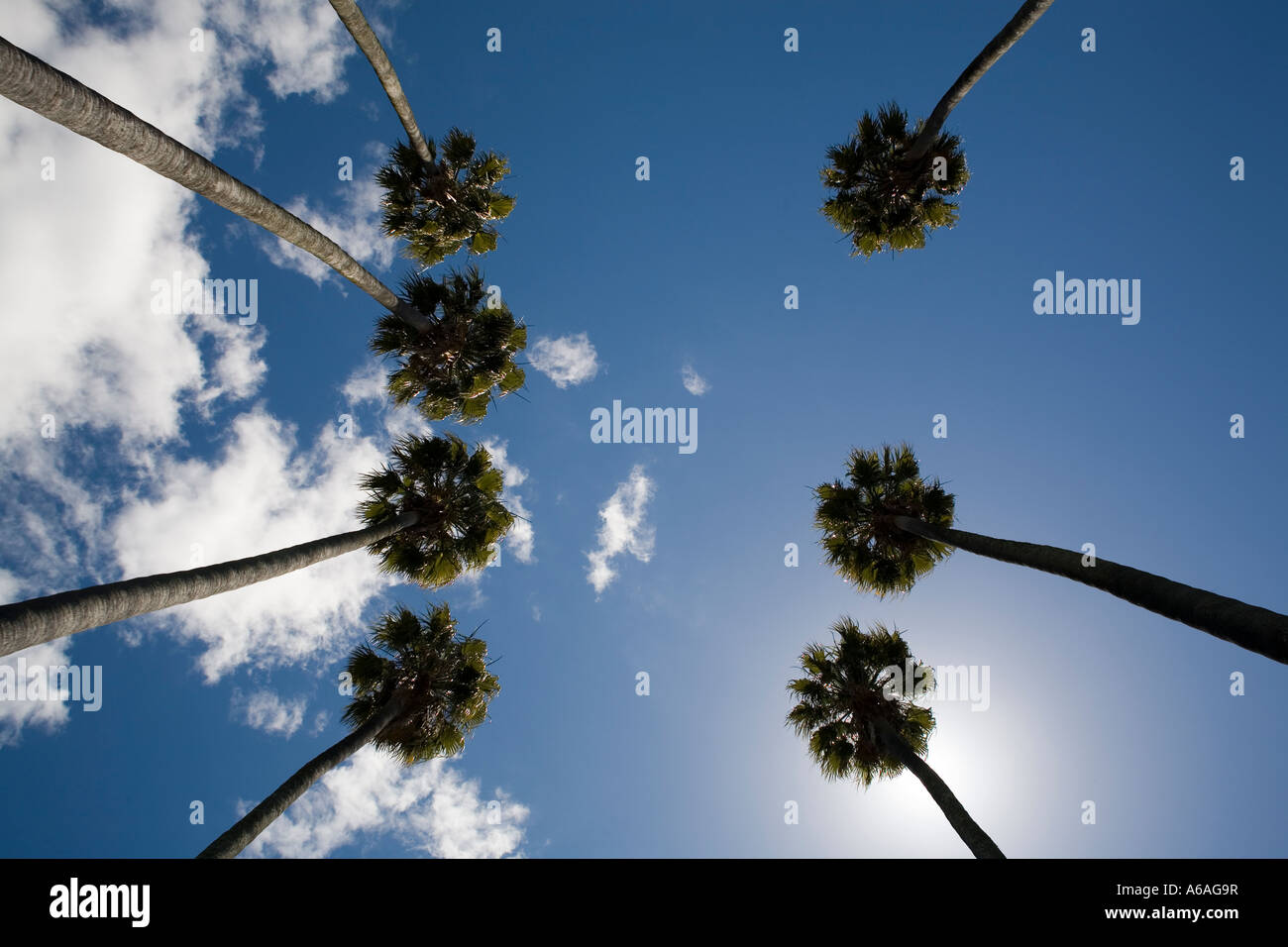 Symmetrical palm trees in Clive Square, Napier, New Zealand Stock Photo ...