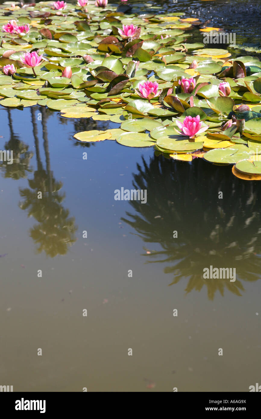 Palm trees reflected in a flowering water lily pond, Clive Square ...