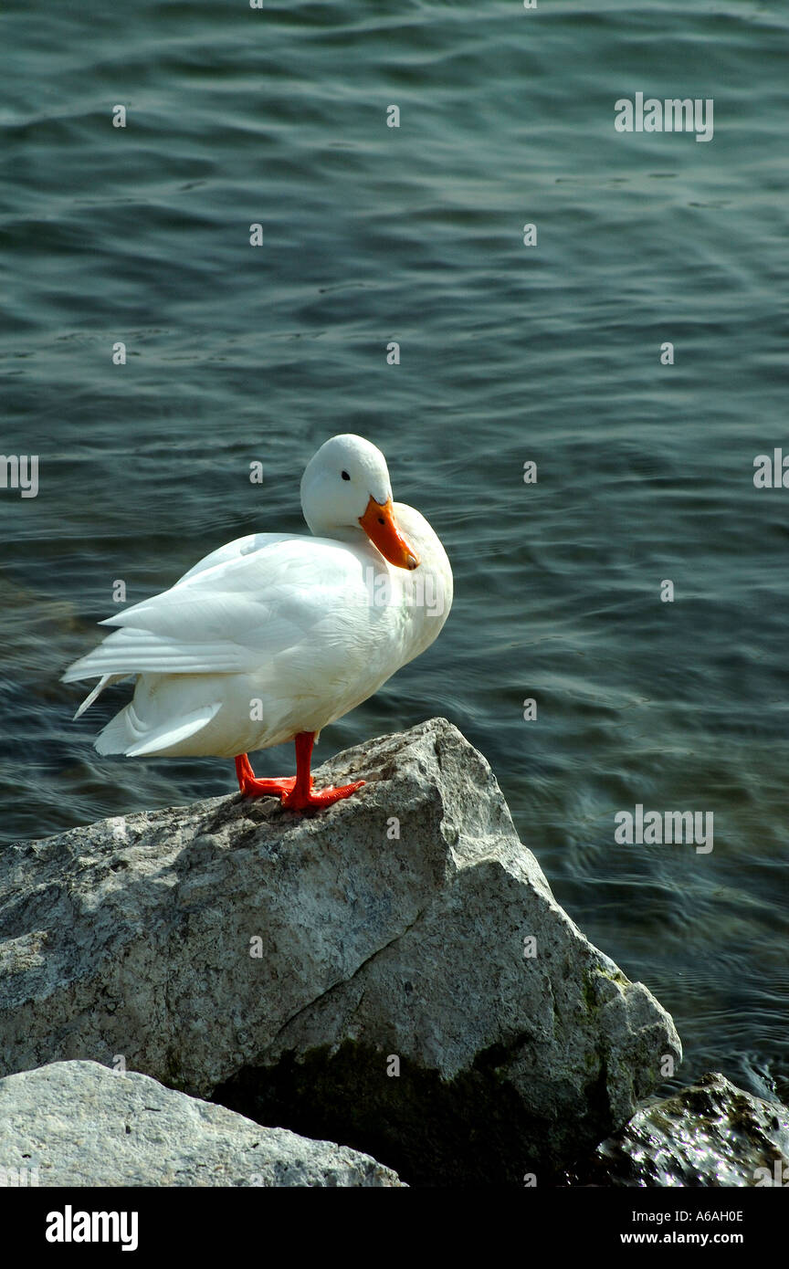 A duck on the banks of Switzerland s Lake Geneva Stock Photo - Alamy