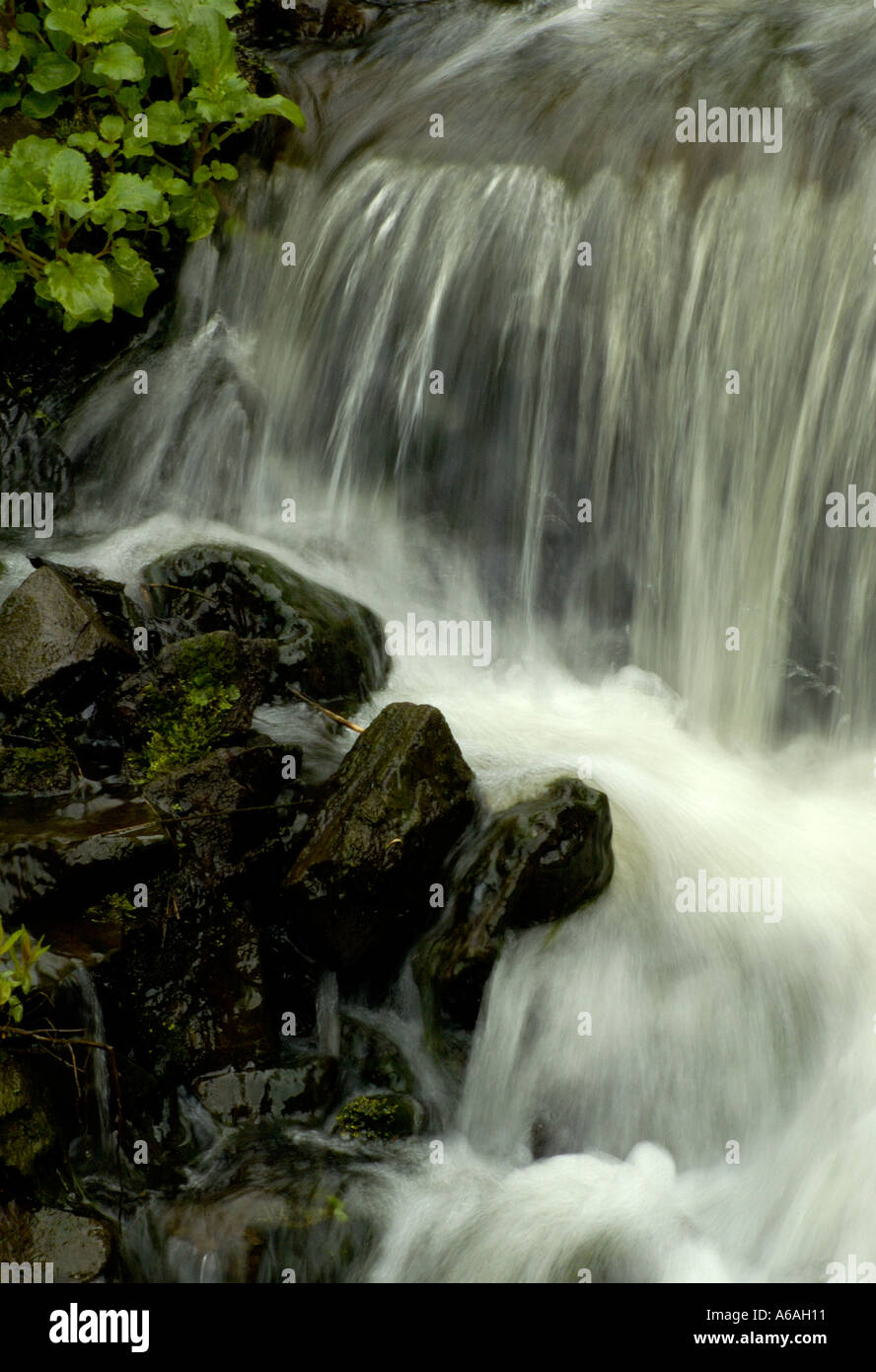 Water feature located in Edinburgh s Royal Botanical gardens Stock ...