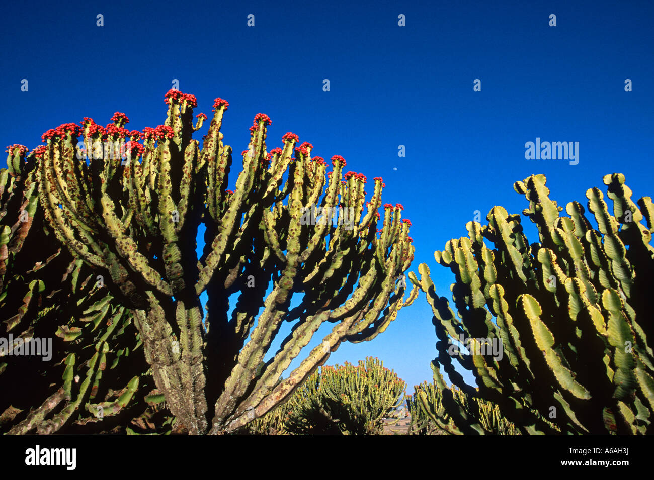 Euphorbia Tree (Euphorbia candelabrum), Ethiopia, Africa Stock Photo ...