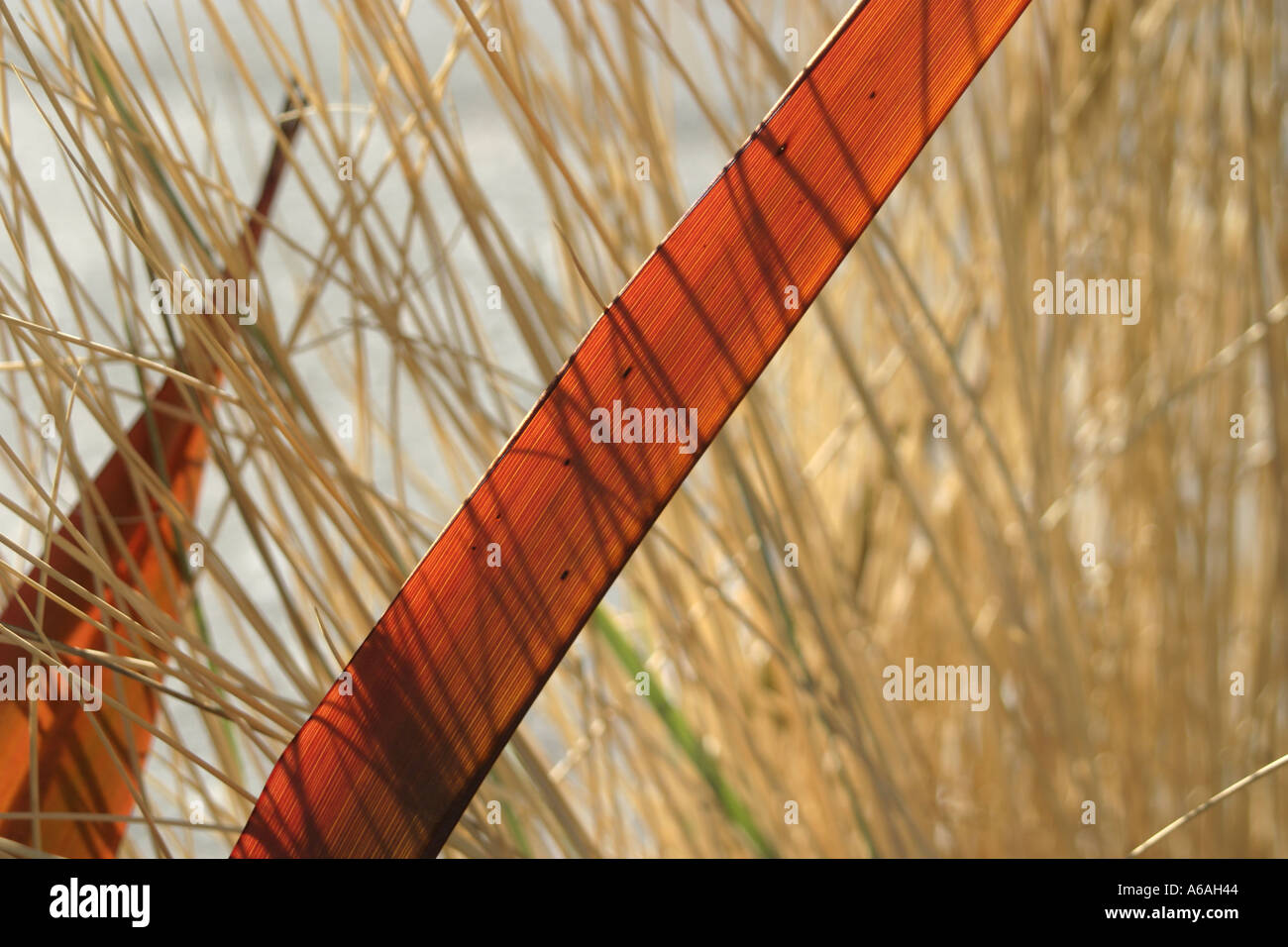 orange blades of grass cross yellow with strong diagonals Stock Photo ...