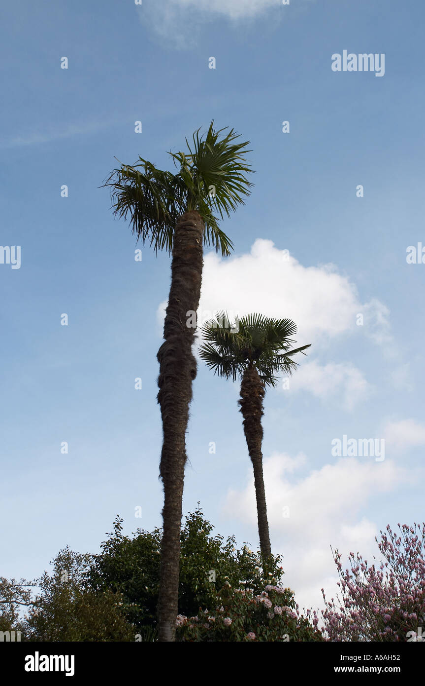 South Coast of England, UK. A pair of Chusan Palm trees (Trachycarpus ...
