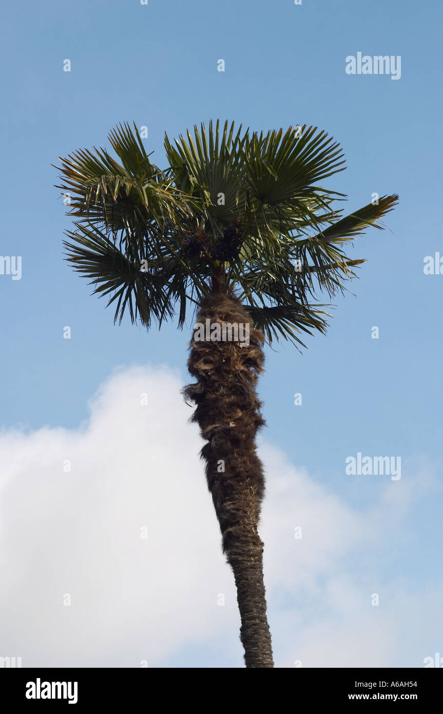 South Coast of England, UK. A single Chusan Palm tree (Trachycarpus ...