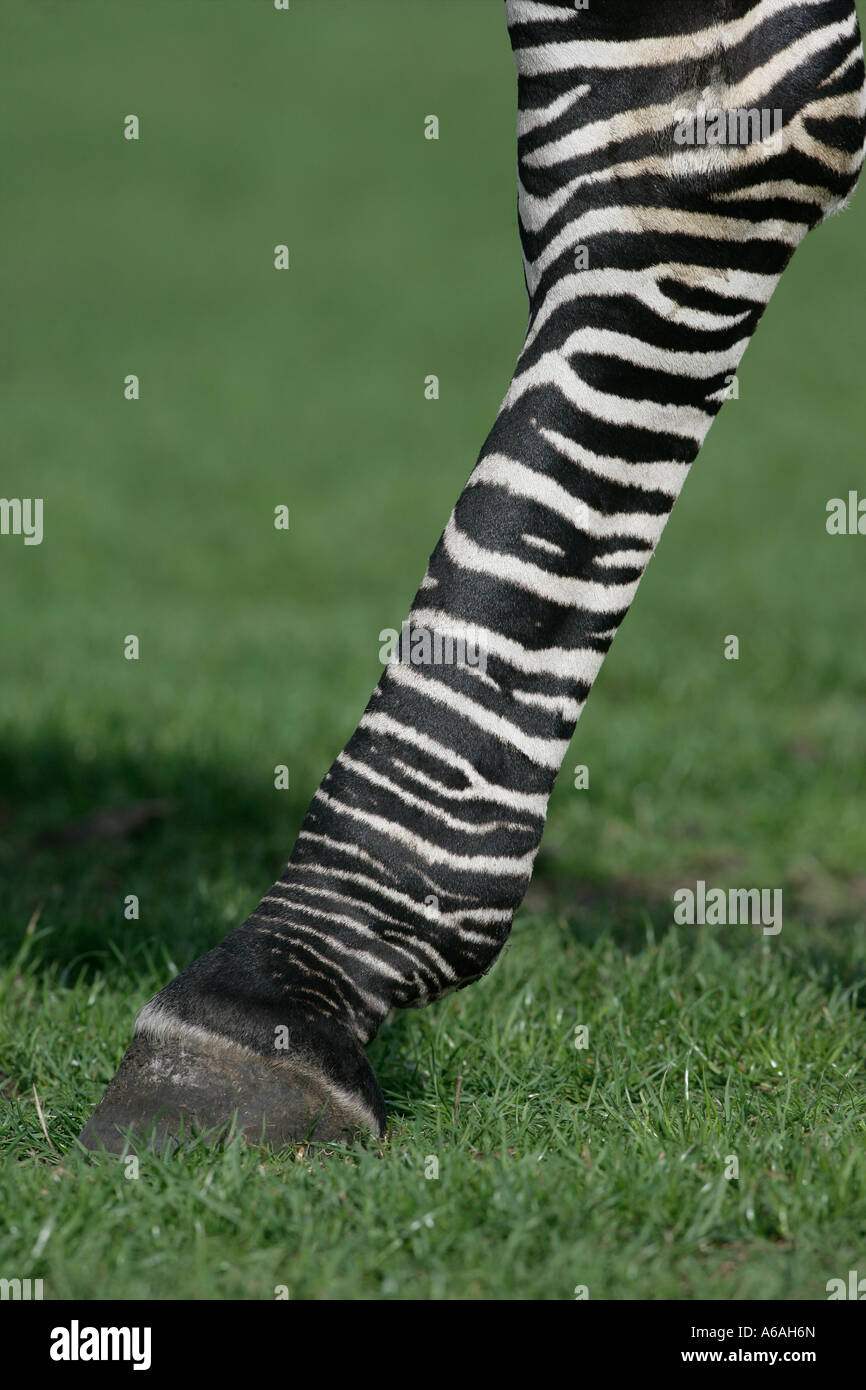 Black stripe pattern hi-res stock photography and images - Alamy