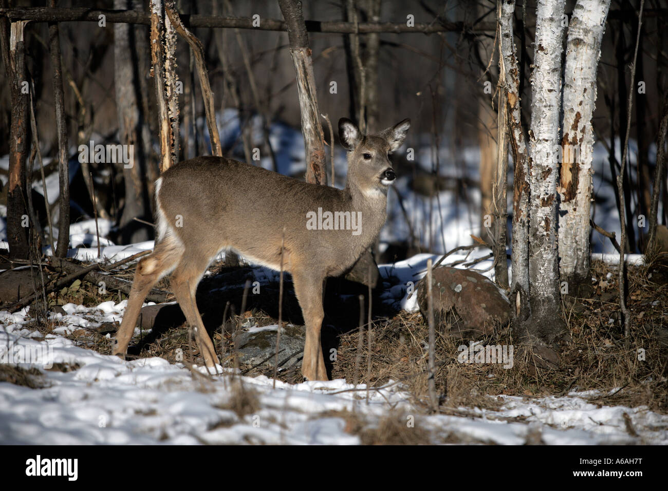 Odocoileus virginianus hi-res stock photography and images - Alamy