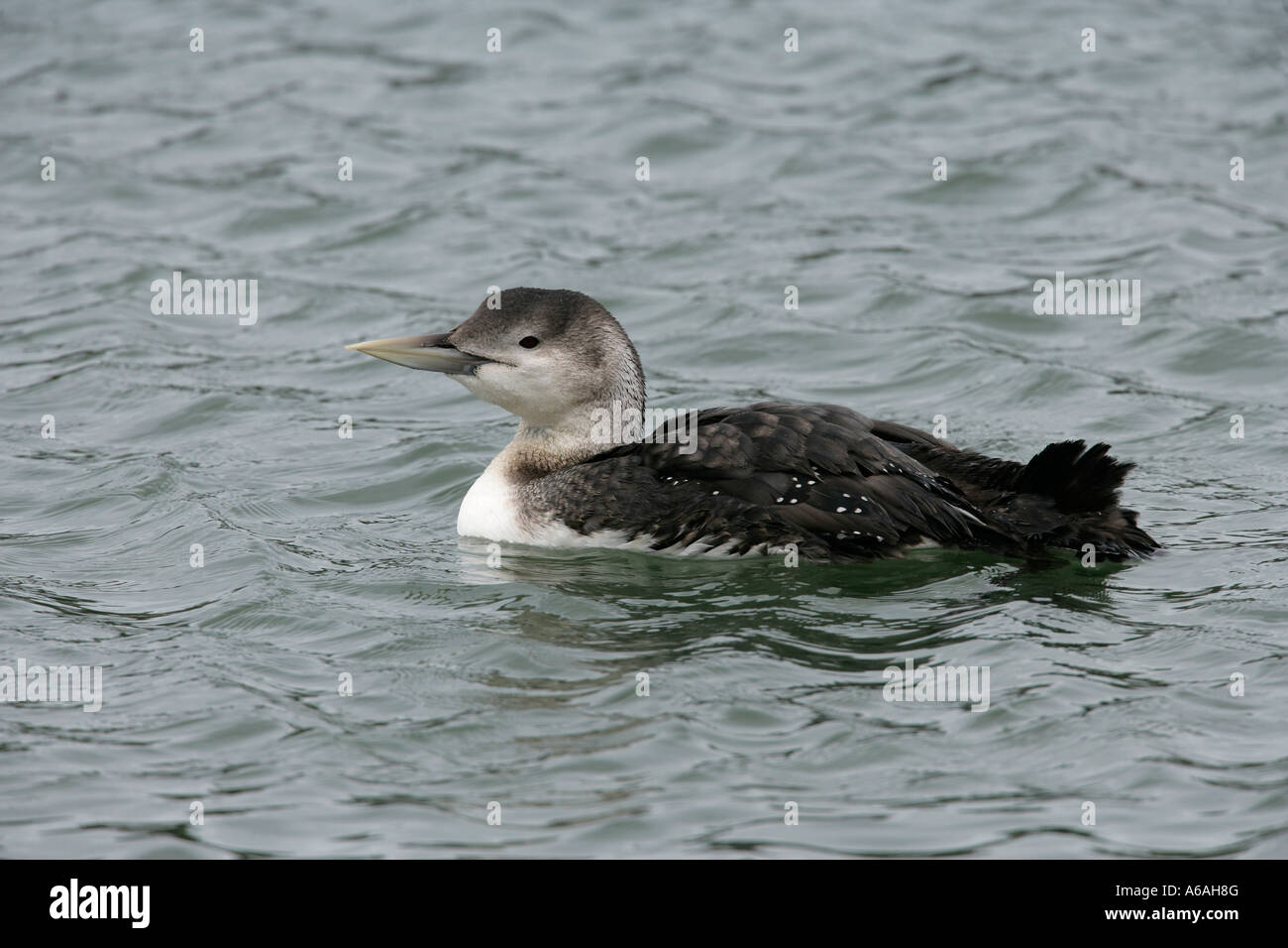 Gavia adamsii hi-res stock photography and images - Alamy