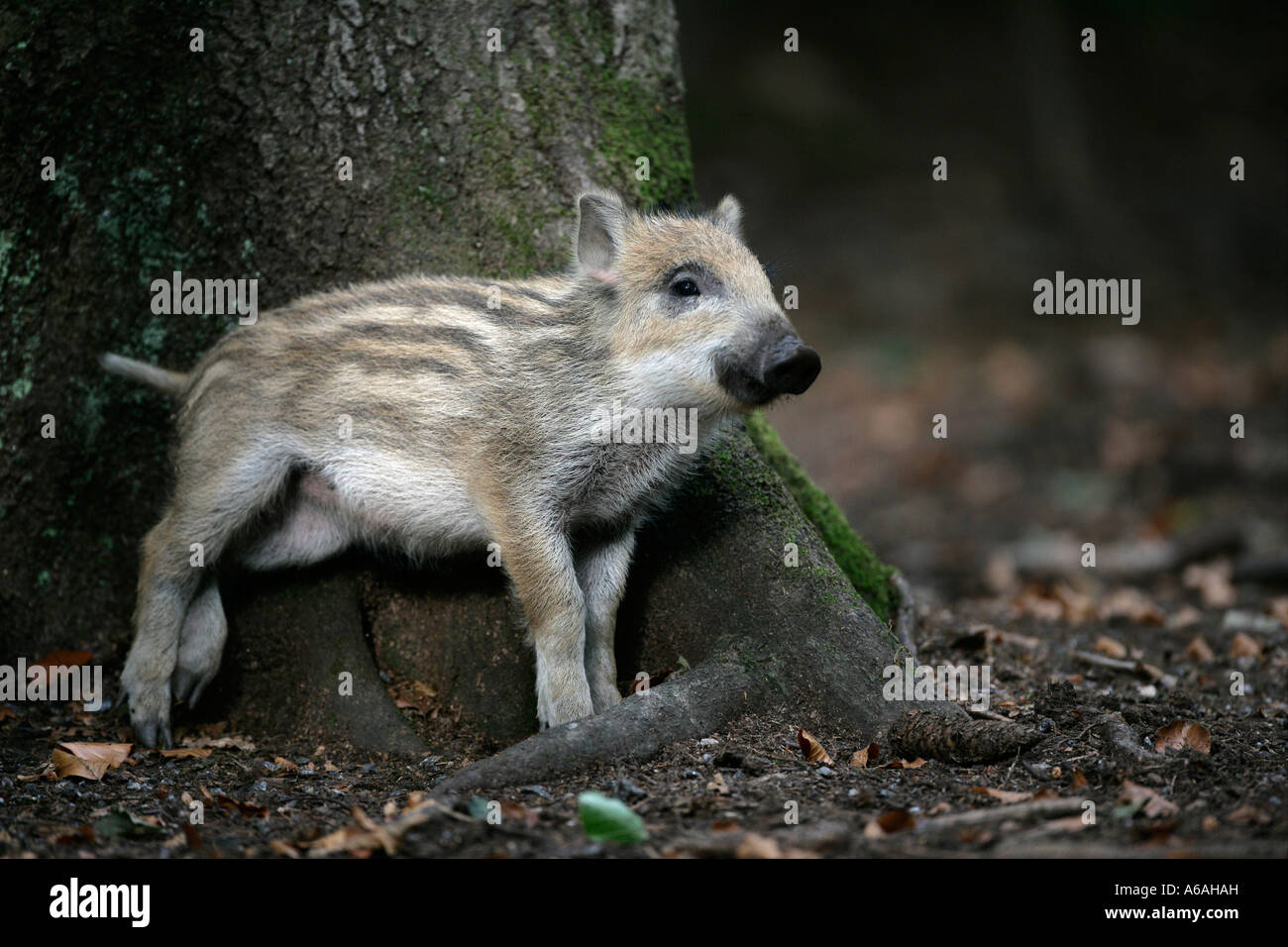 WILD BOAR Sus scrofa Germany young Stock Photo - Alamy