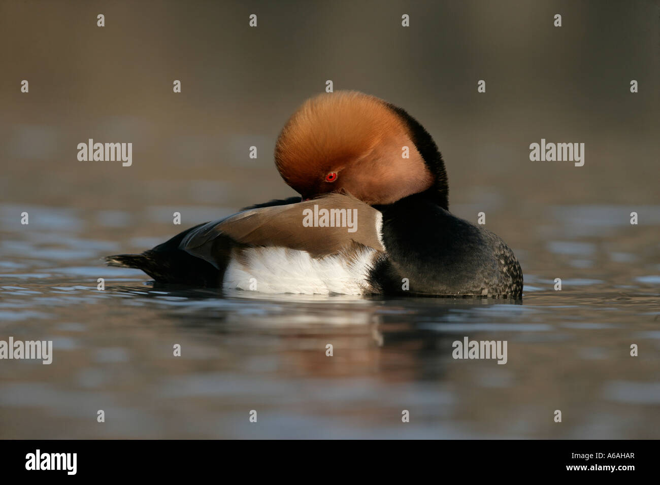 RED CRESTED POCHARD Netta rufina Male France Stock Photo - Alamy