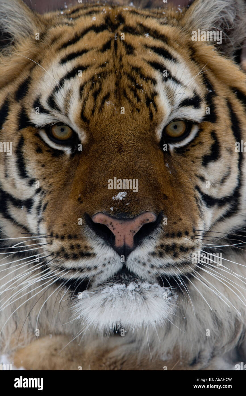 Tiger face hi-res stock photography and images - Alamy