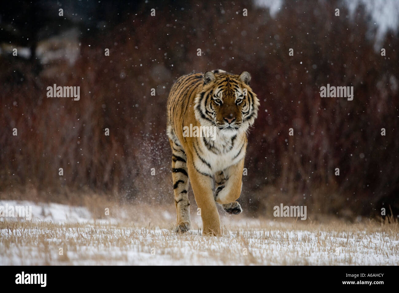 Siberian tiger Panthera tigris altaica Stock Photo - Alamy