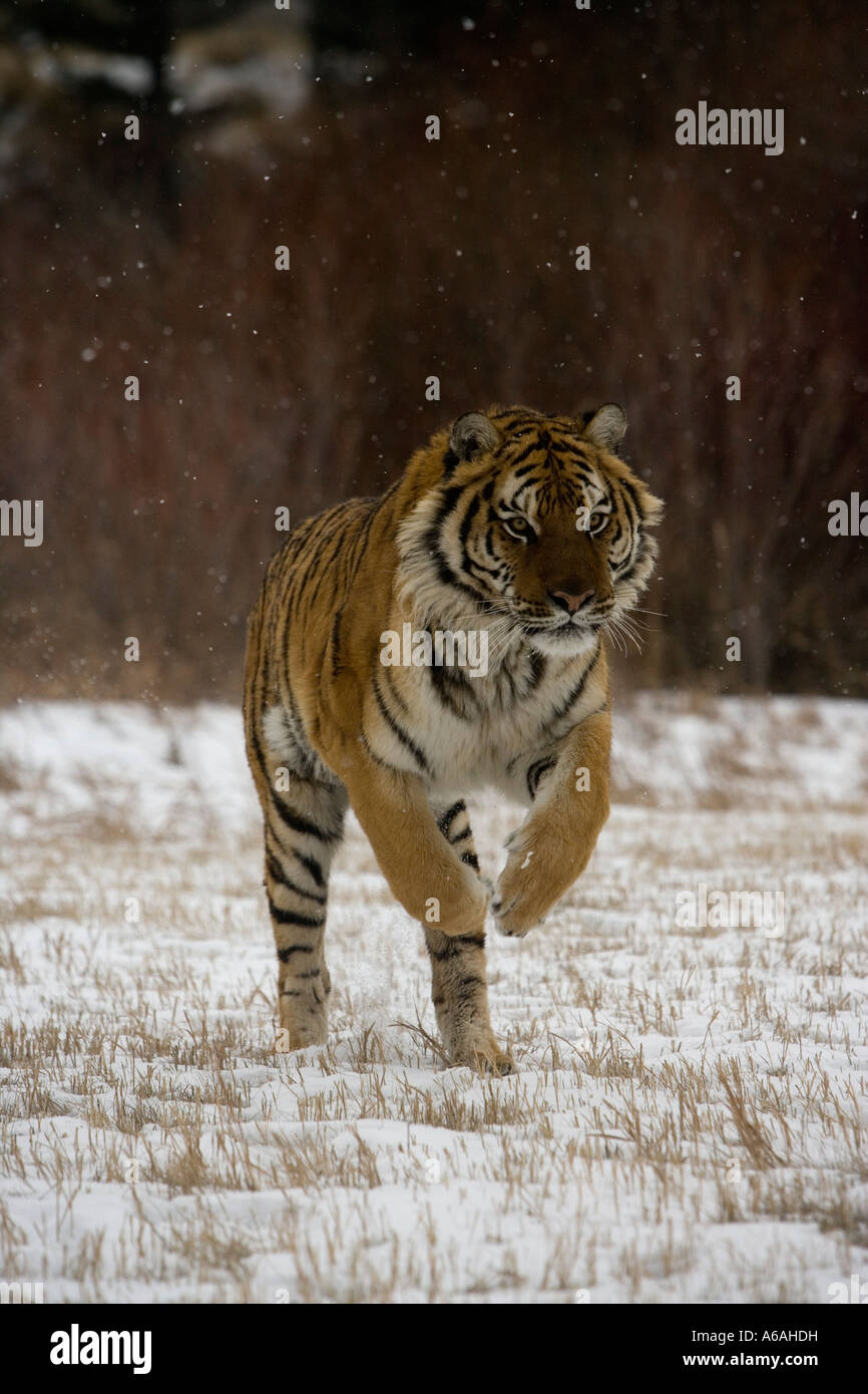 Siberian tiger Panthera tigris altaica Stock Photo - Alamy