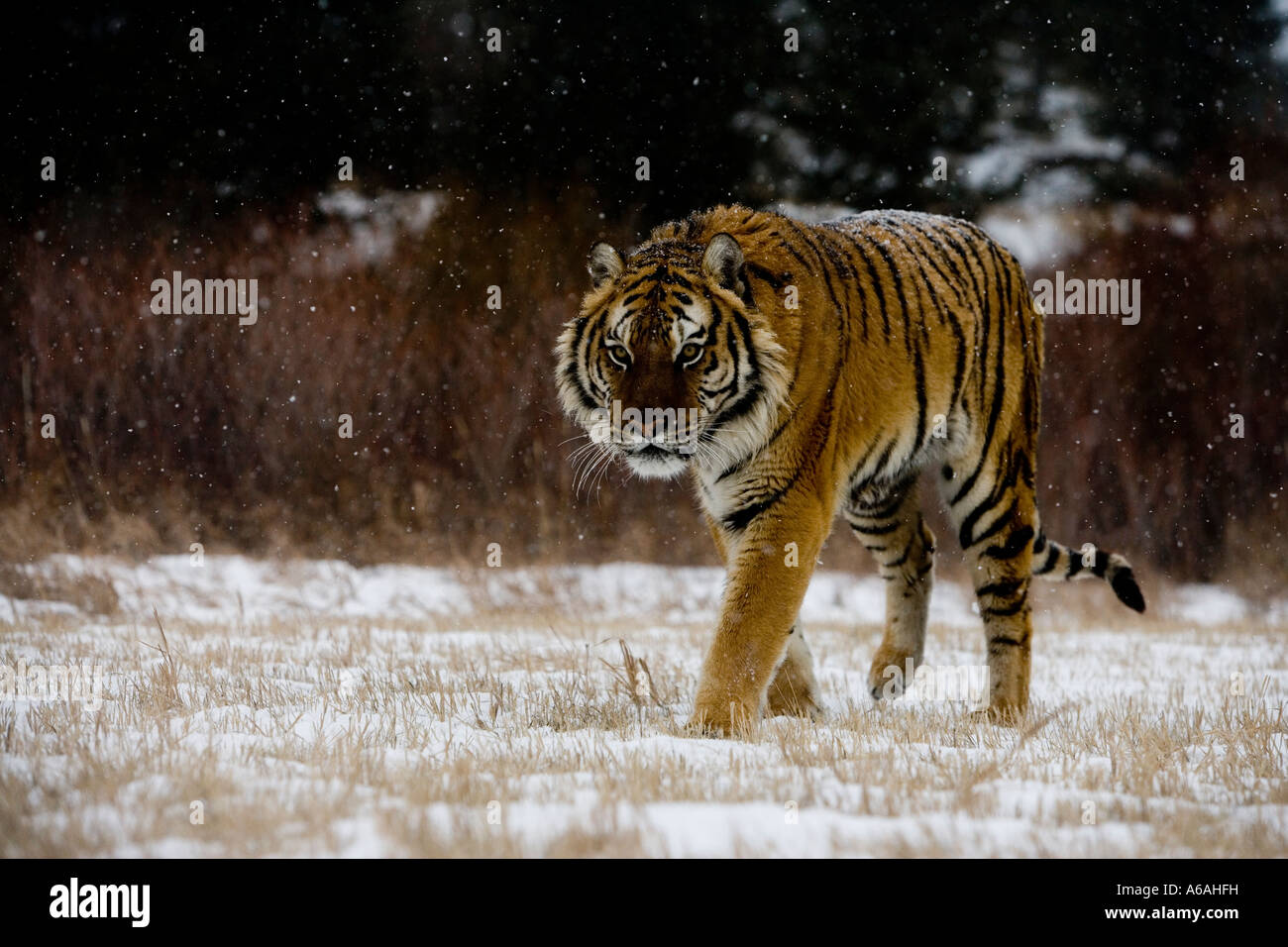 Siberian tiger Panthera tigris altaica Stock Photo - Alamy