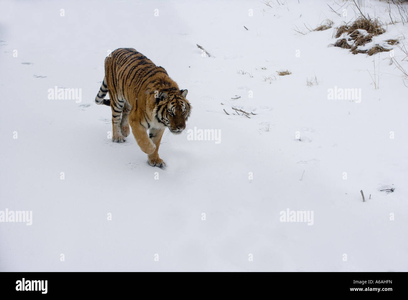 Siberian tiger Panthera tigris altaica Stock Photo - Alamy