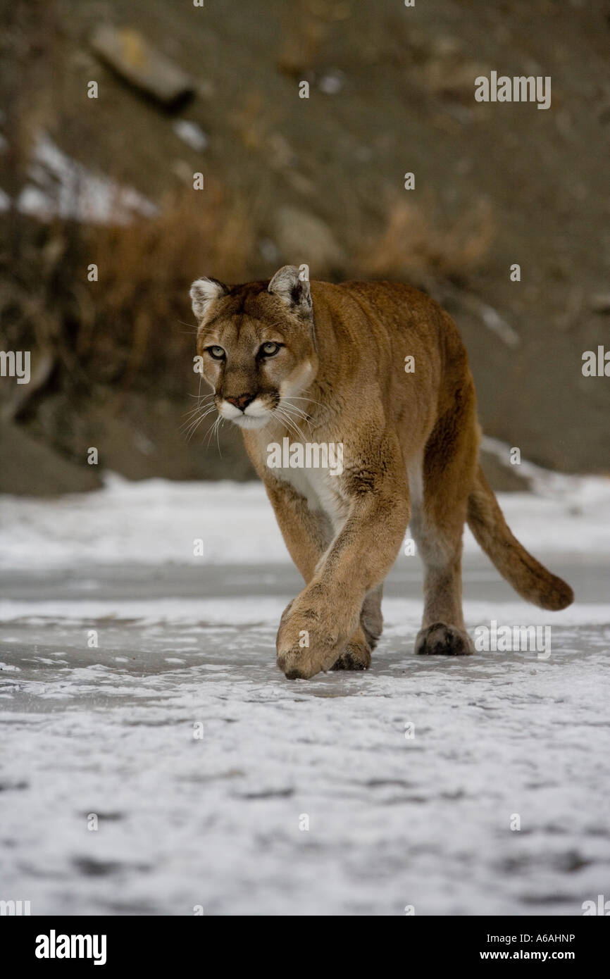 Puma or Mountain lion Puma concolor Stock Photo - Alamy