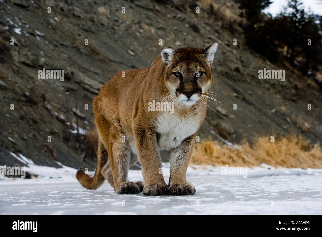 Puma or Mountain lion Puma concolor Stock Photo - Alamy
