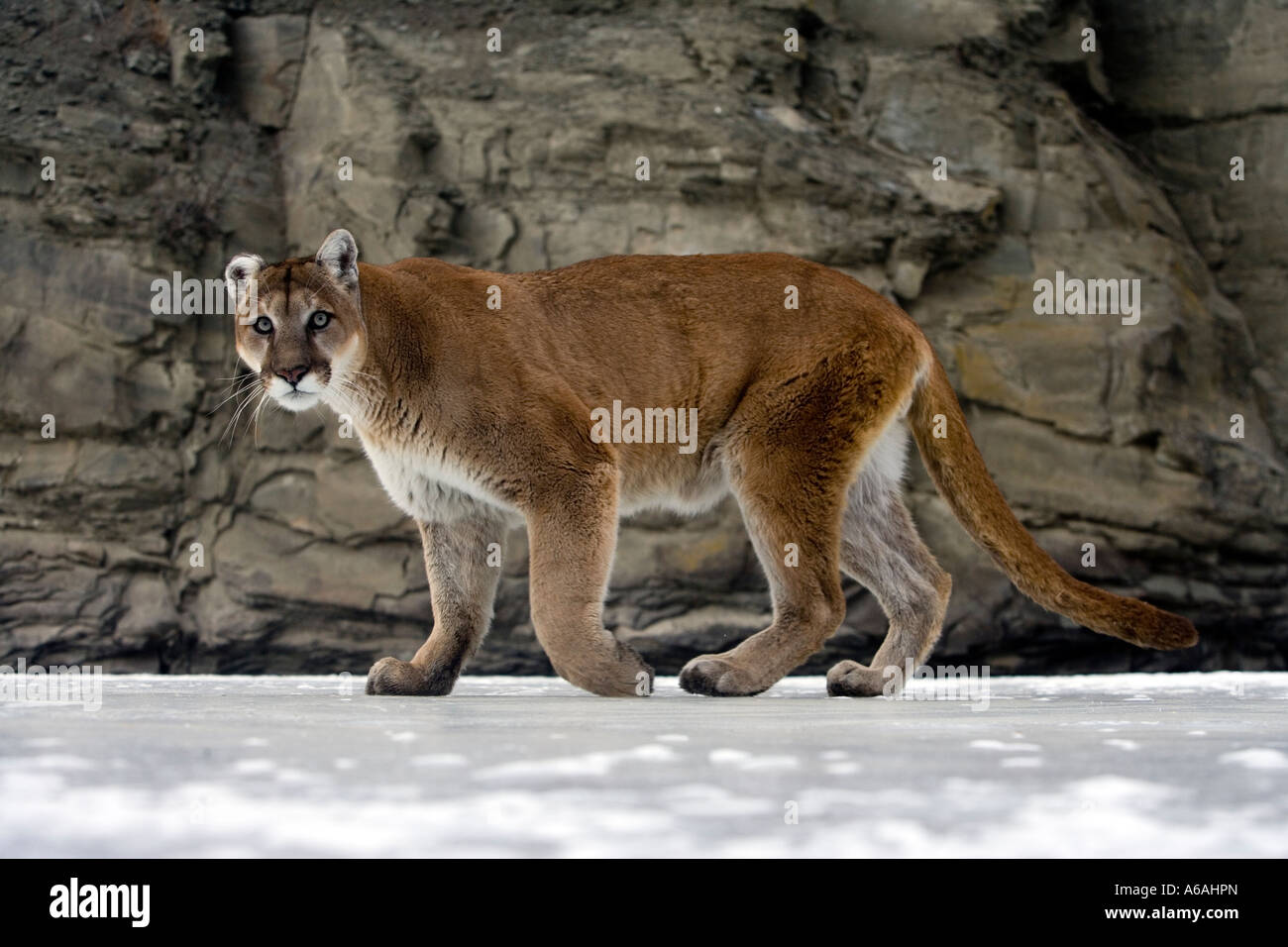 Puma or Mountain lion Puma concolor Stock Photo - Alamy