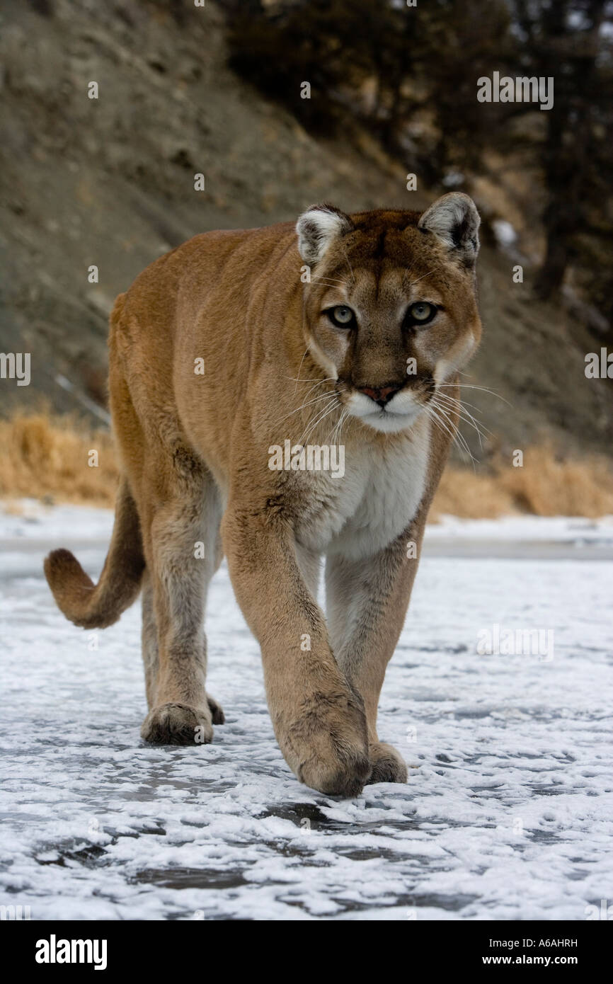 Puma concolor hi-res stock photography and images - Alamy