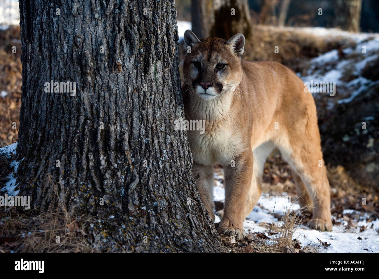 Puma or Mountain lion Puma concolor Stock Photo - Alamy