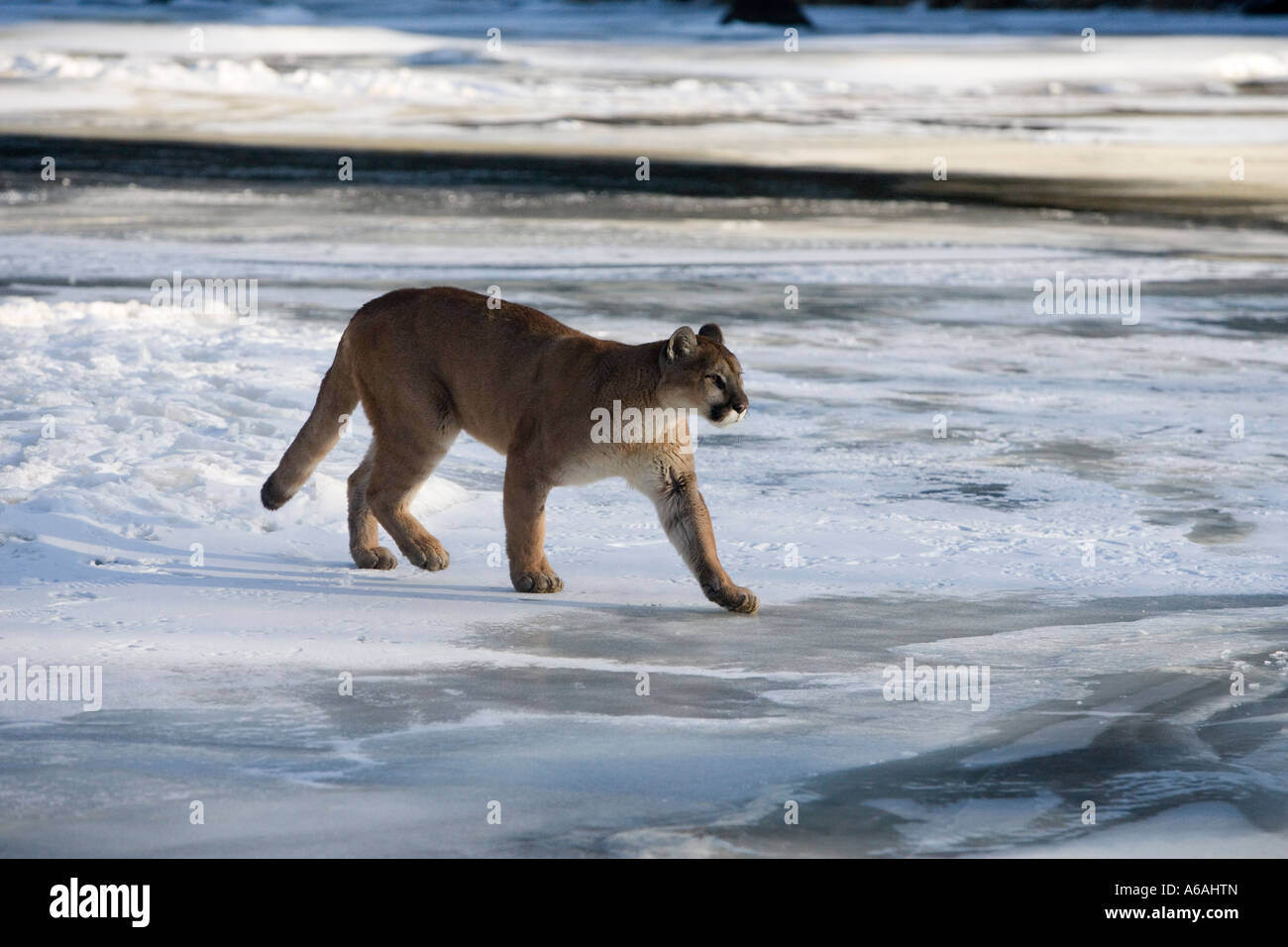Puma or Mountain lion Puma concolor Stock Photo - Alamy