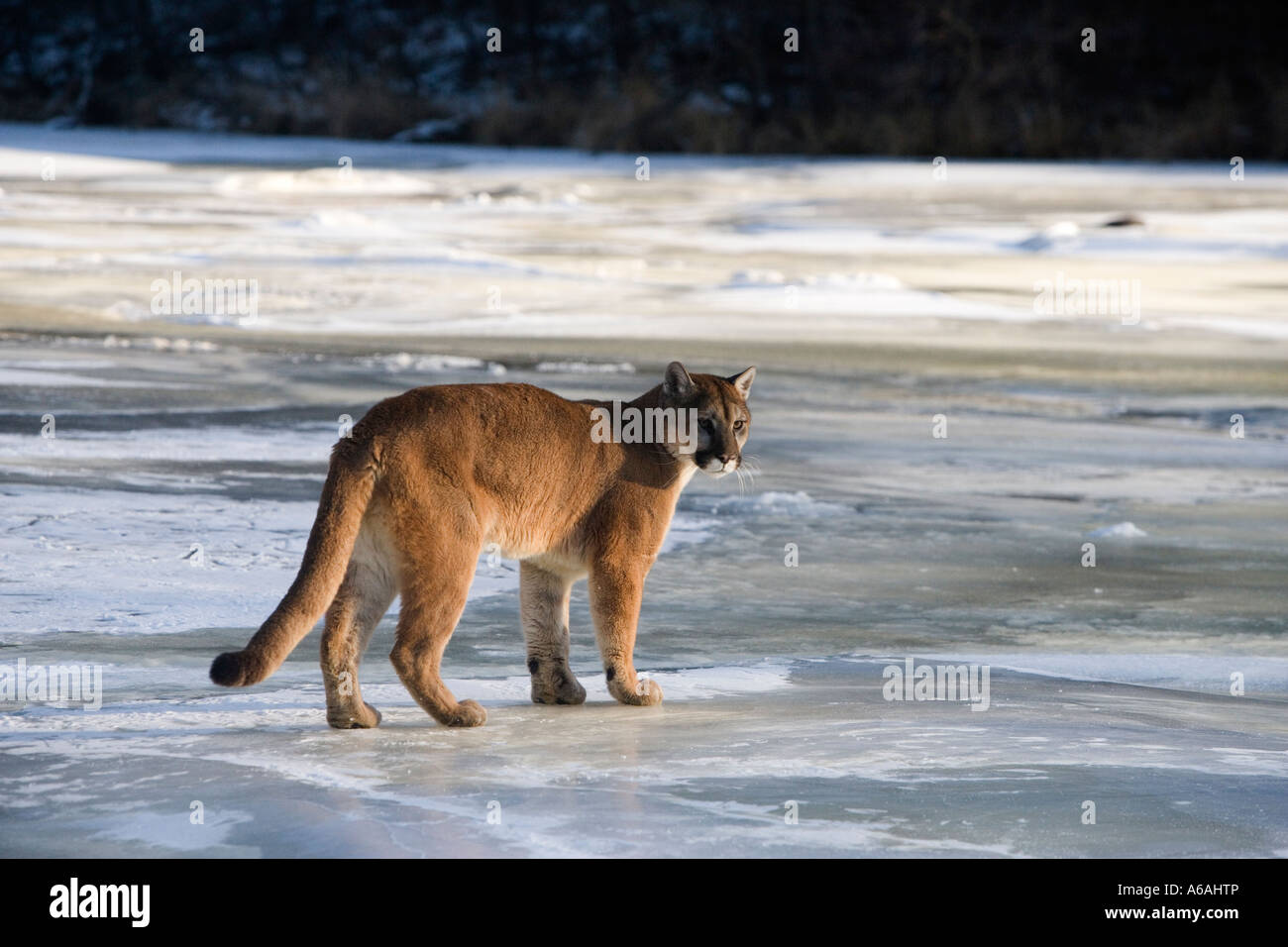 Puma or Mountain lion Puma concolor Stock Photo - Alamy
