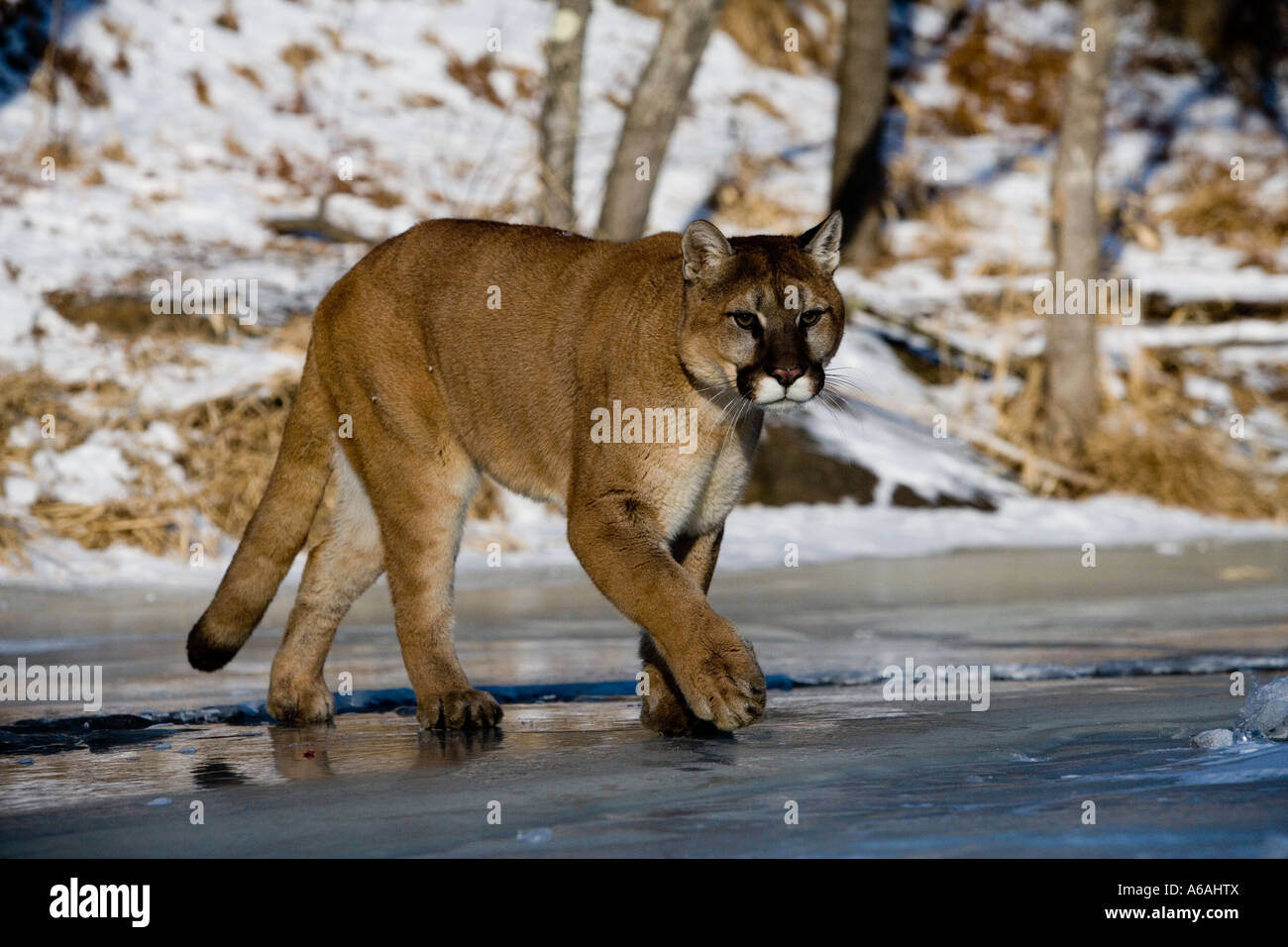 Puma or Mountain lion Puma concolor Stock Photo - Alamy