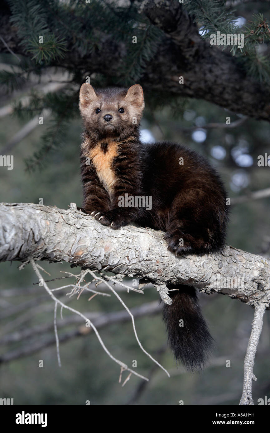 American marten hi-res stock photography and images - Alamy