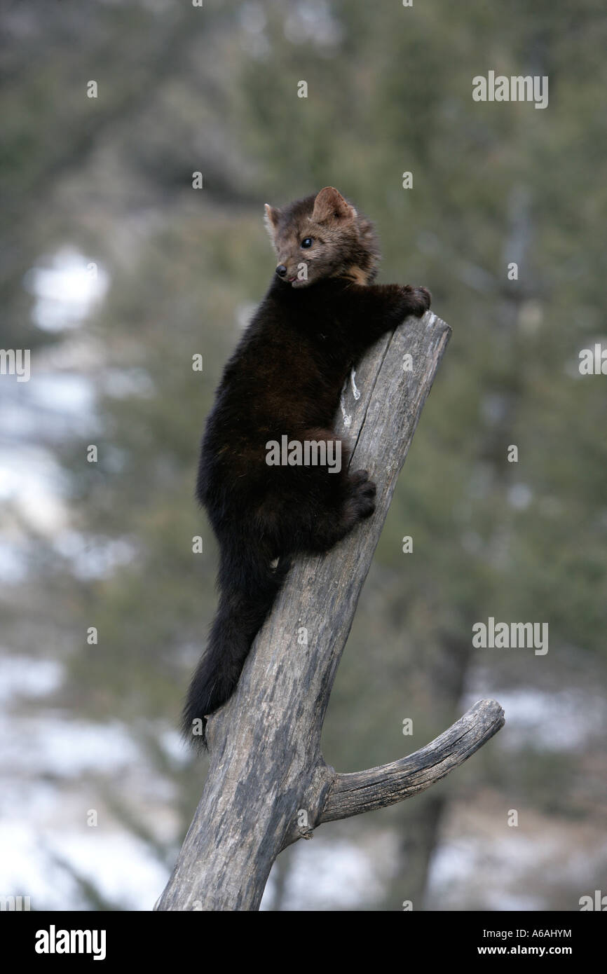 American marten hi-res stock photography and images - Alamy