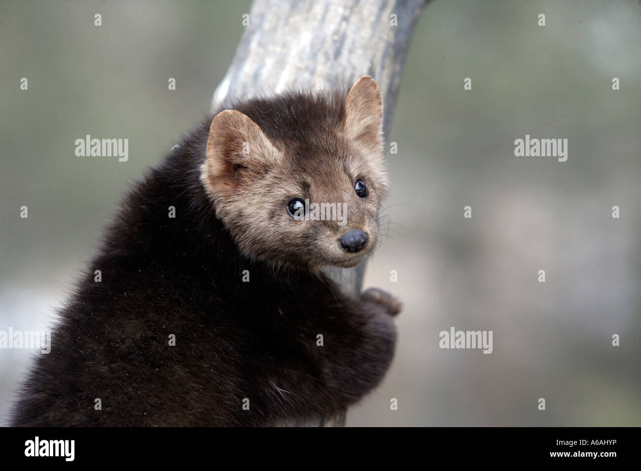 American marten hi-res stock photography and images - Alamy