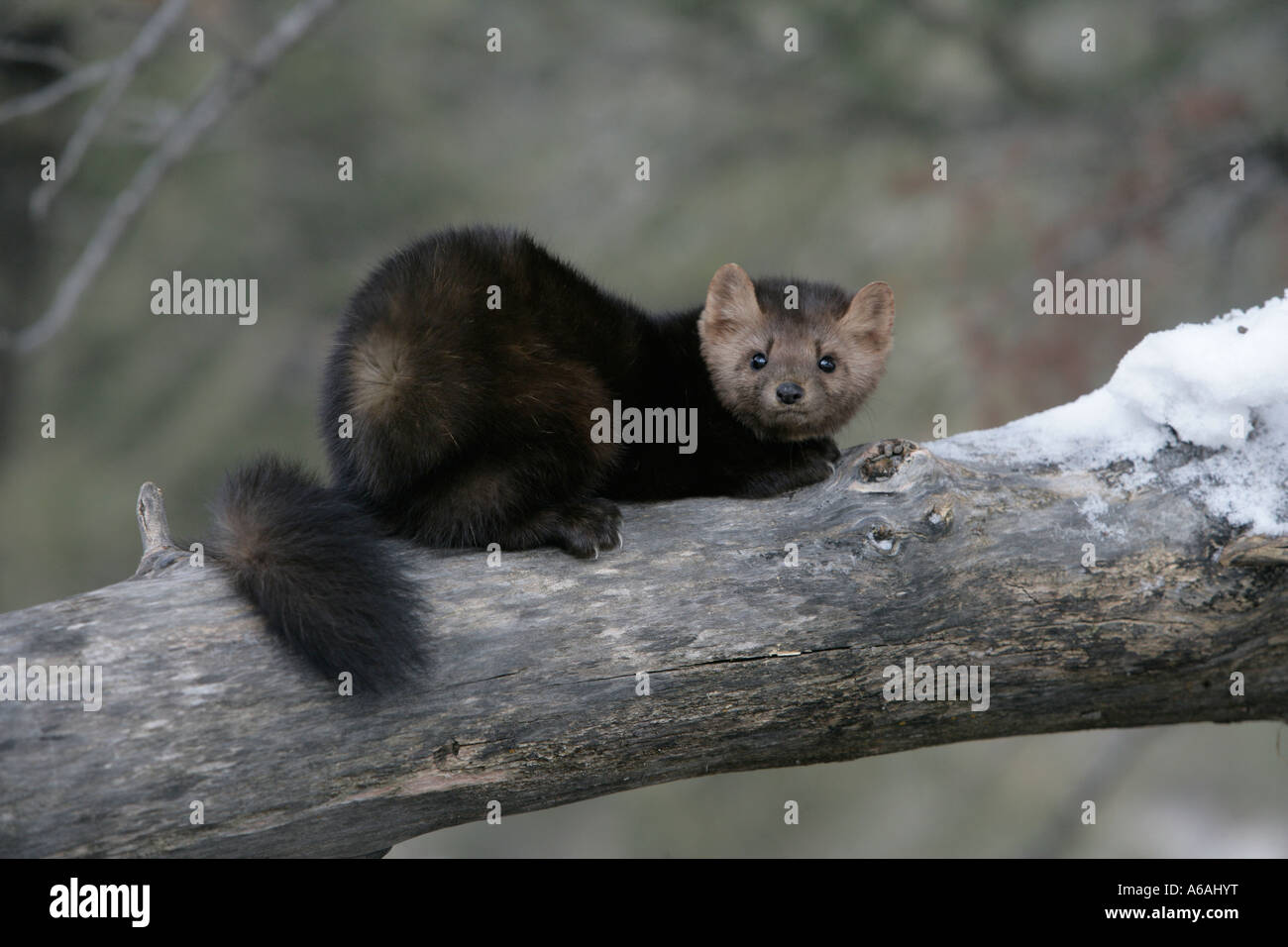 American marten hi-res stock photography and images - Alamy