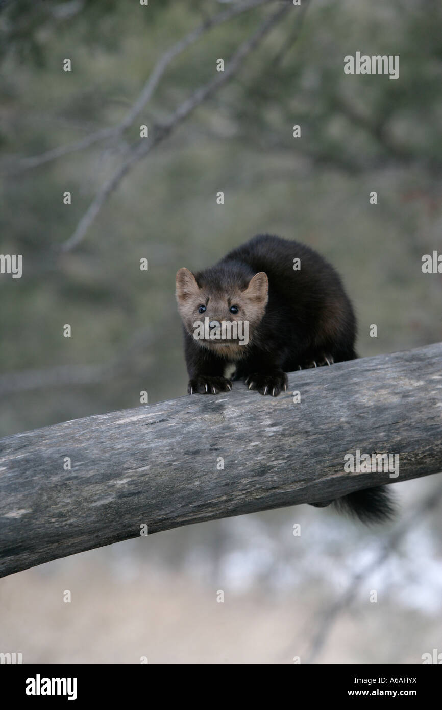 American marten Martes americana Stock Photo - Alamy
