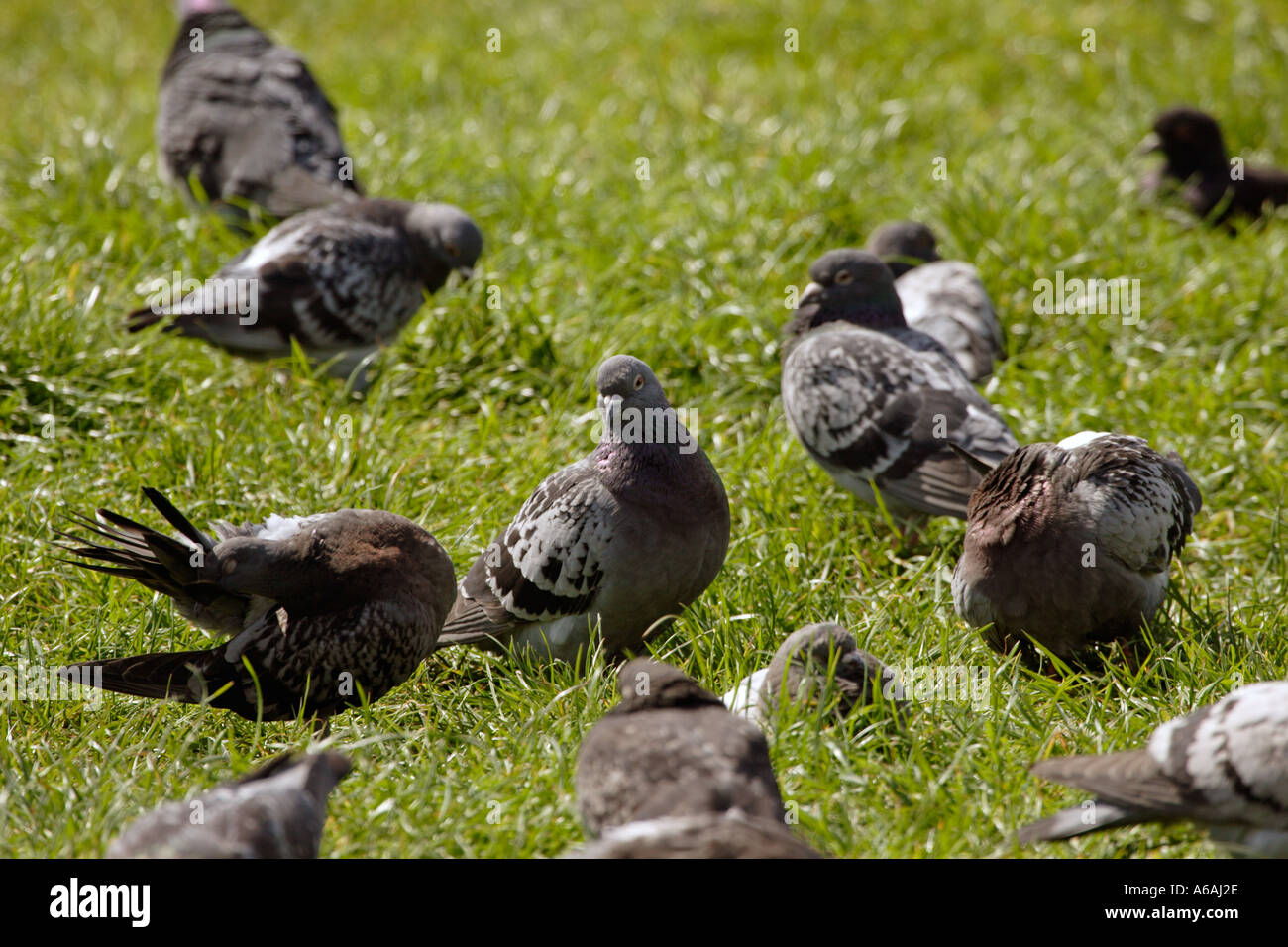 Liverpool pigeons hi-res stock photography and images - Alamy