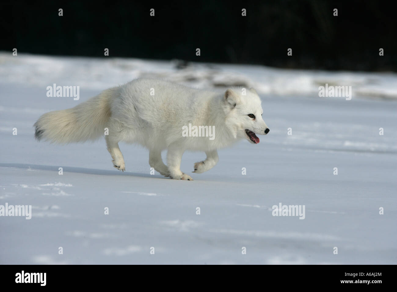 Arctic fox Alopex lagopus North America Stock Photo - Alamy
