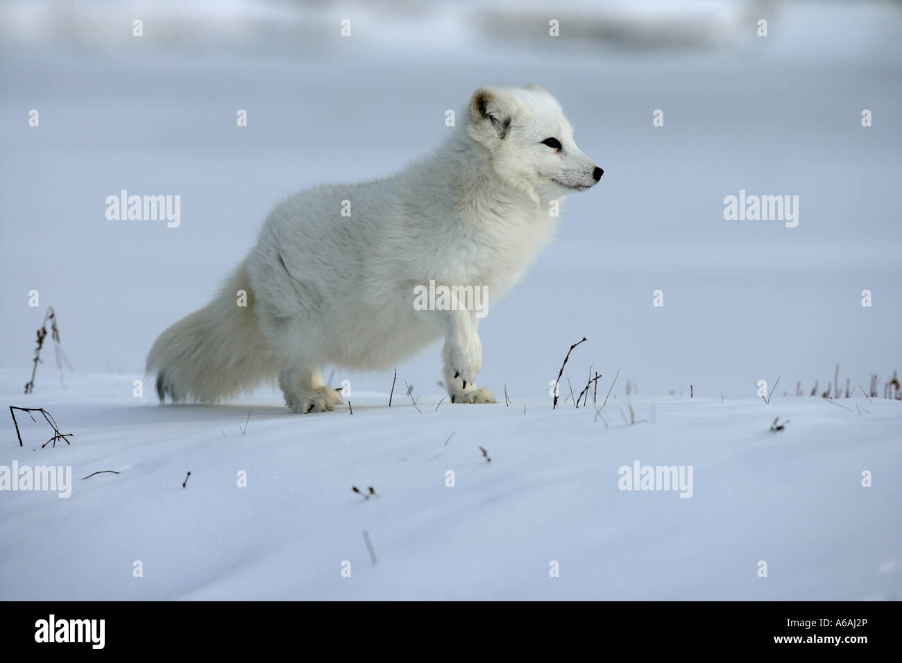Arctic fox Alopex lagopus North America Stock Photo - Alamy