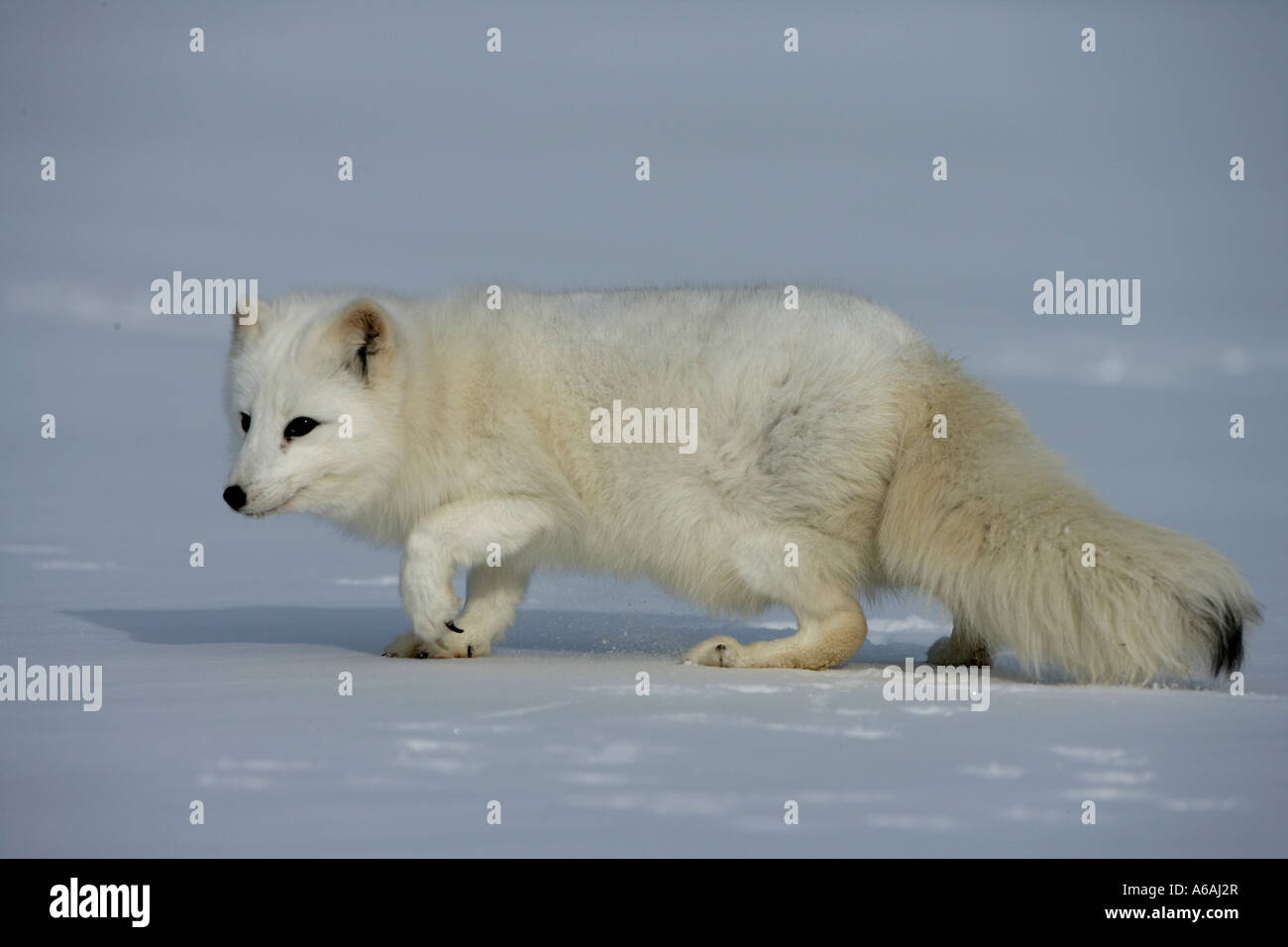 Arctic fox Alopex lagopus North America Stock Photo - Alamy