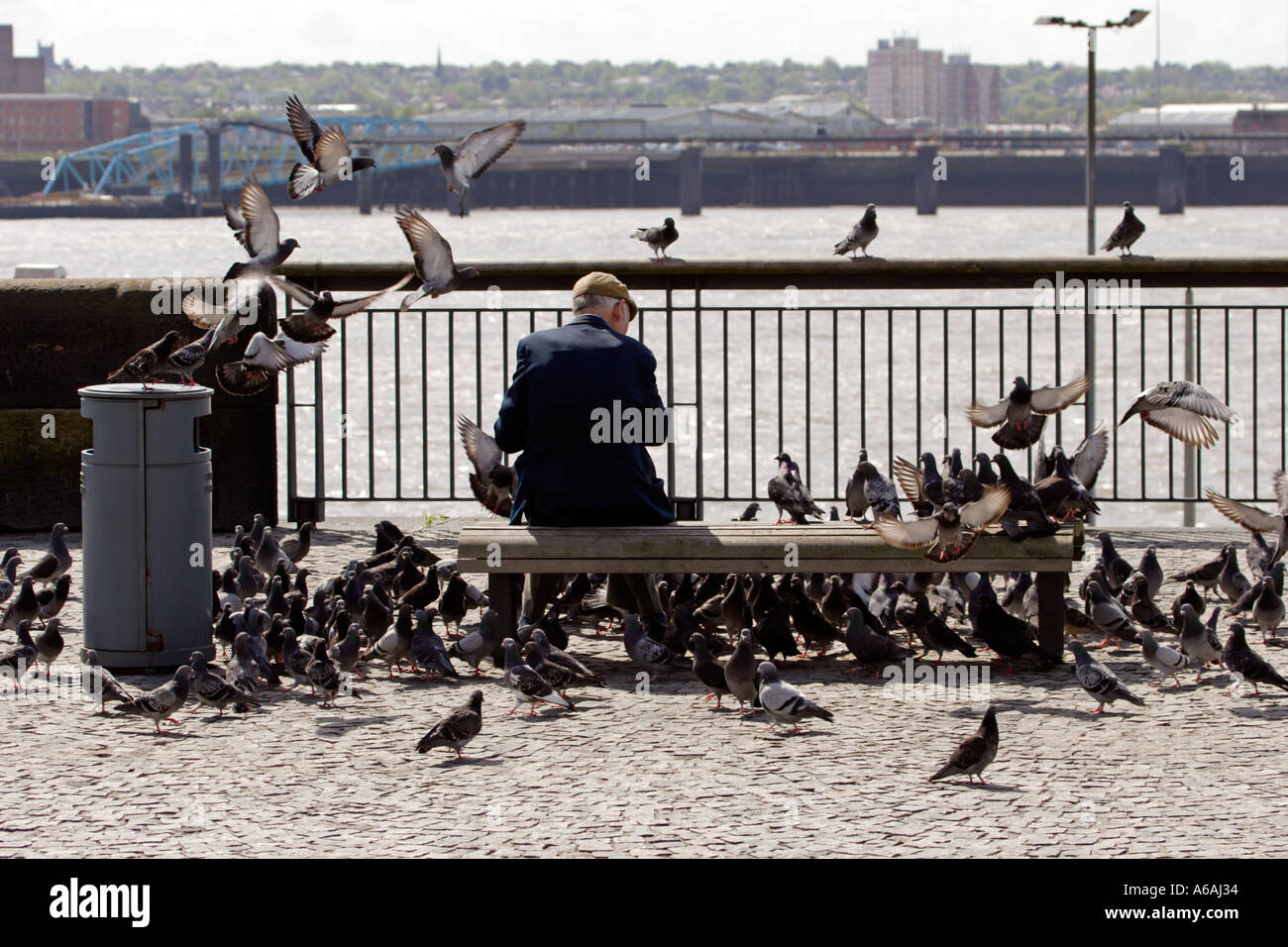 Liverpool pigeons hi-res stock photography and images - Alamy