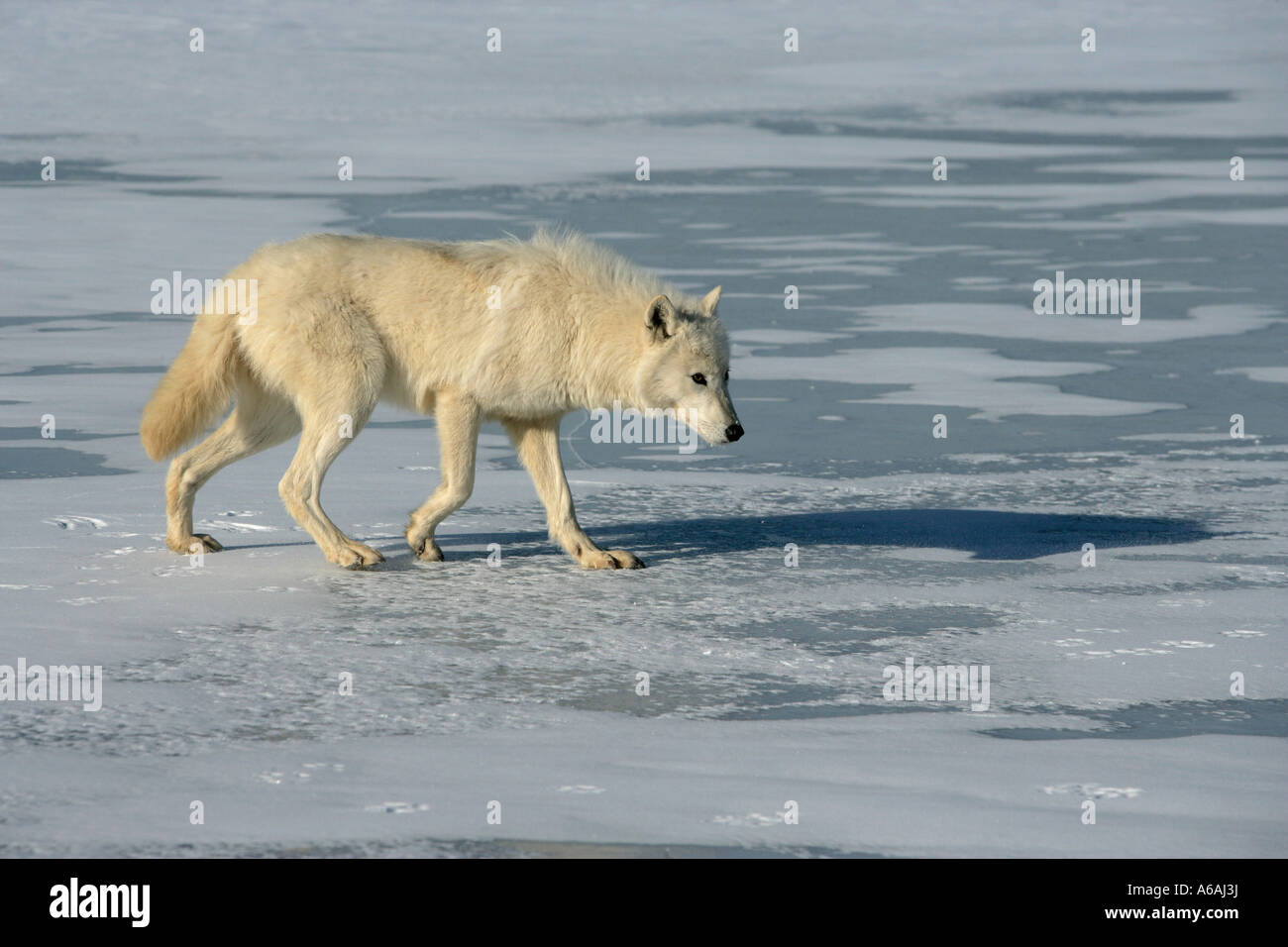 Arctic wolf Canis lupus arctos Stock Photo - Alamy