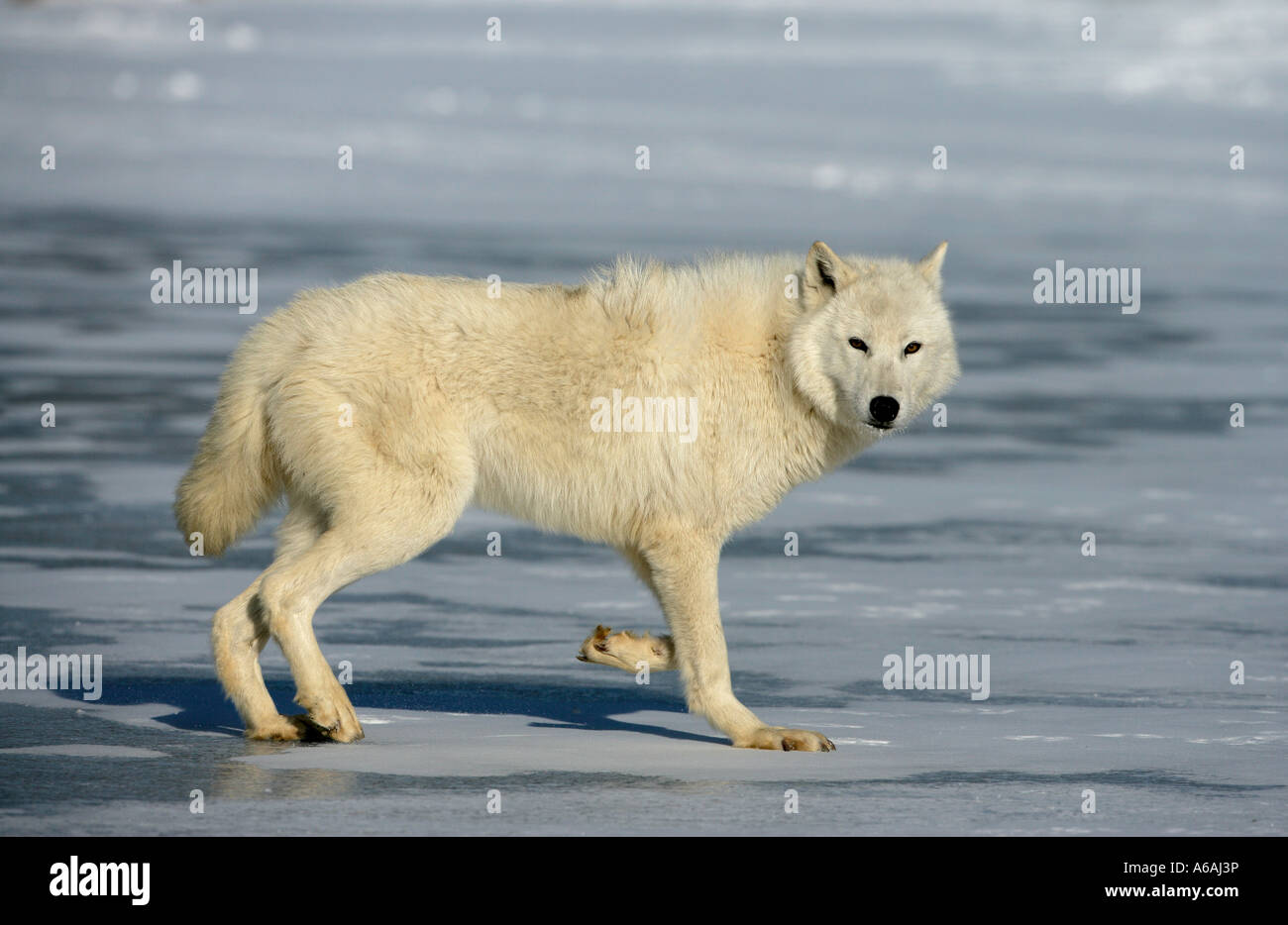 Arctic Wolf Snow Predator CPW Concludes Second Year Of Gray Wolf