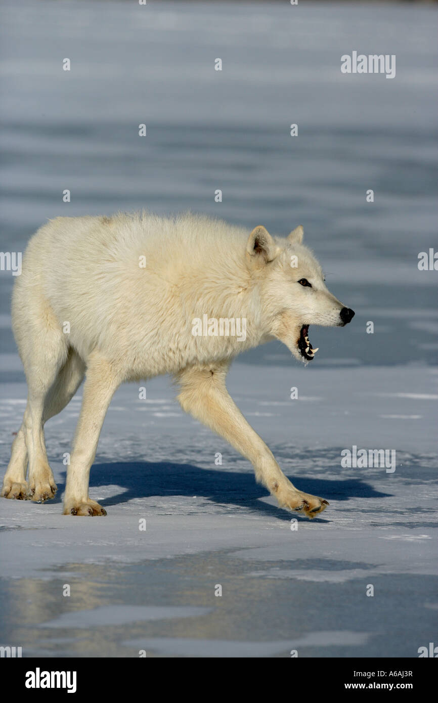 Arctic wolf hi-res stock photography and images - Alamy