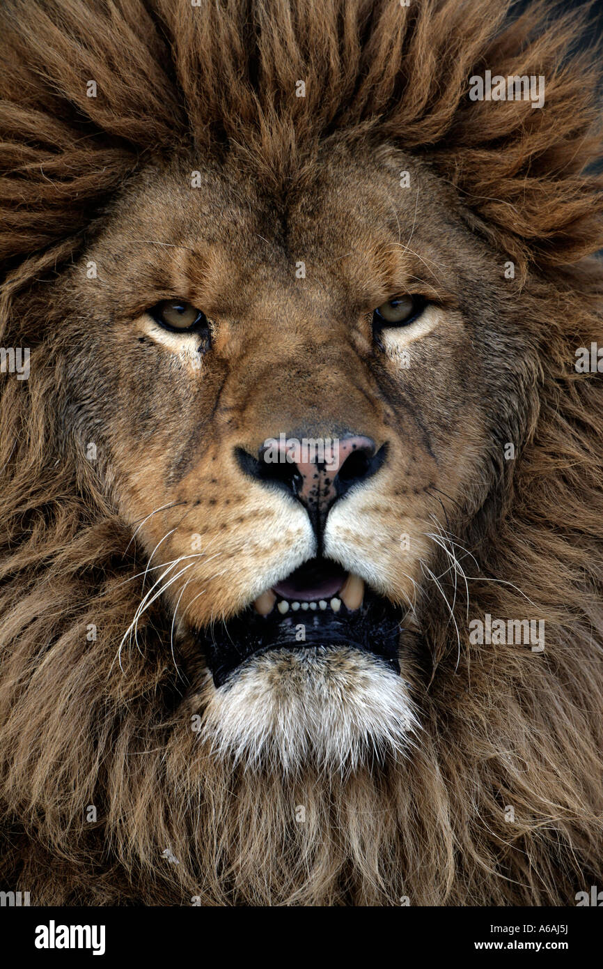 Barbary lion Panthera leo leo Stock Photo - Alamy Barbary lion Panthera leo leo Stock Photo - Alamy