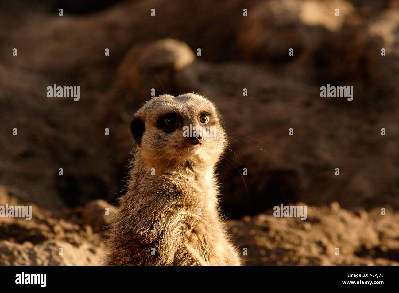 Meer cat cute hi-res stock photography and images - Alamy