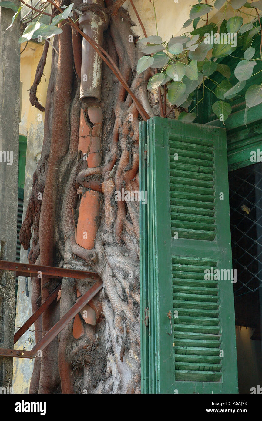 Strangler fig ficus species breaks a water pipe in Hanoi Vietnam South ...