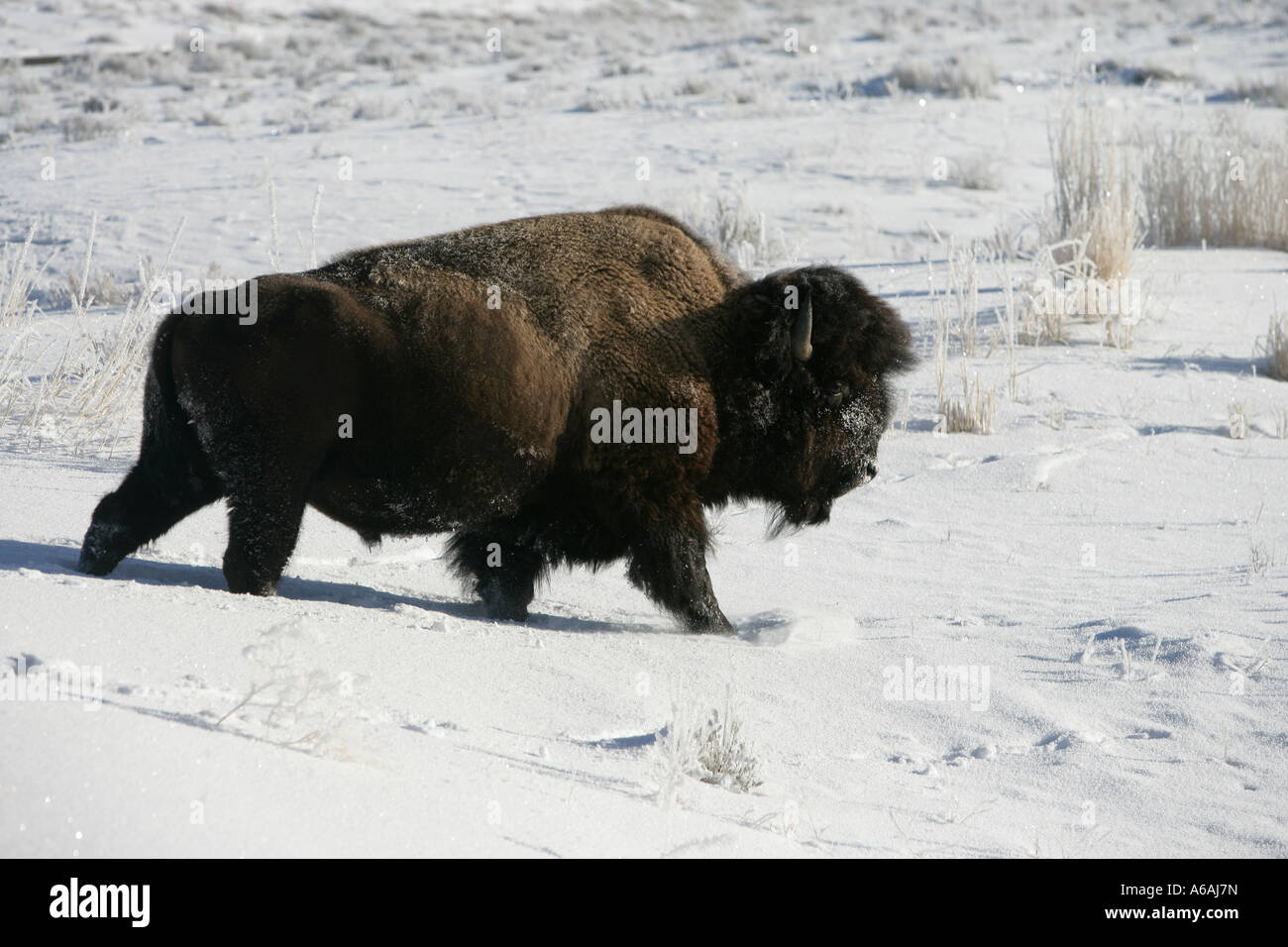 Bison Bison bison Yellowstone USA Stock Photo - Alamy