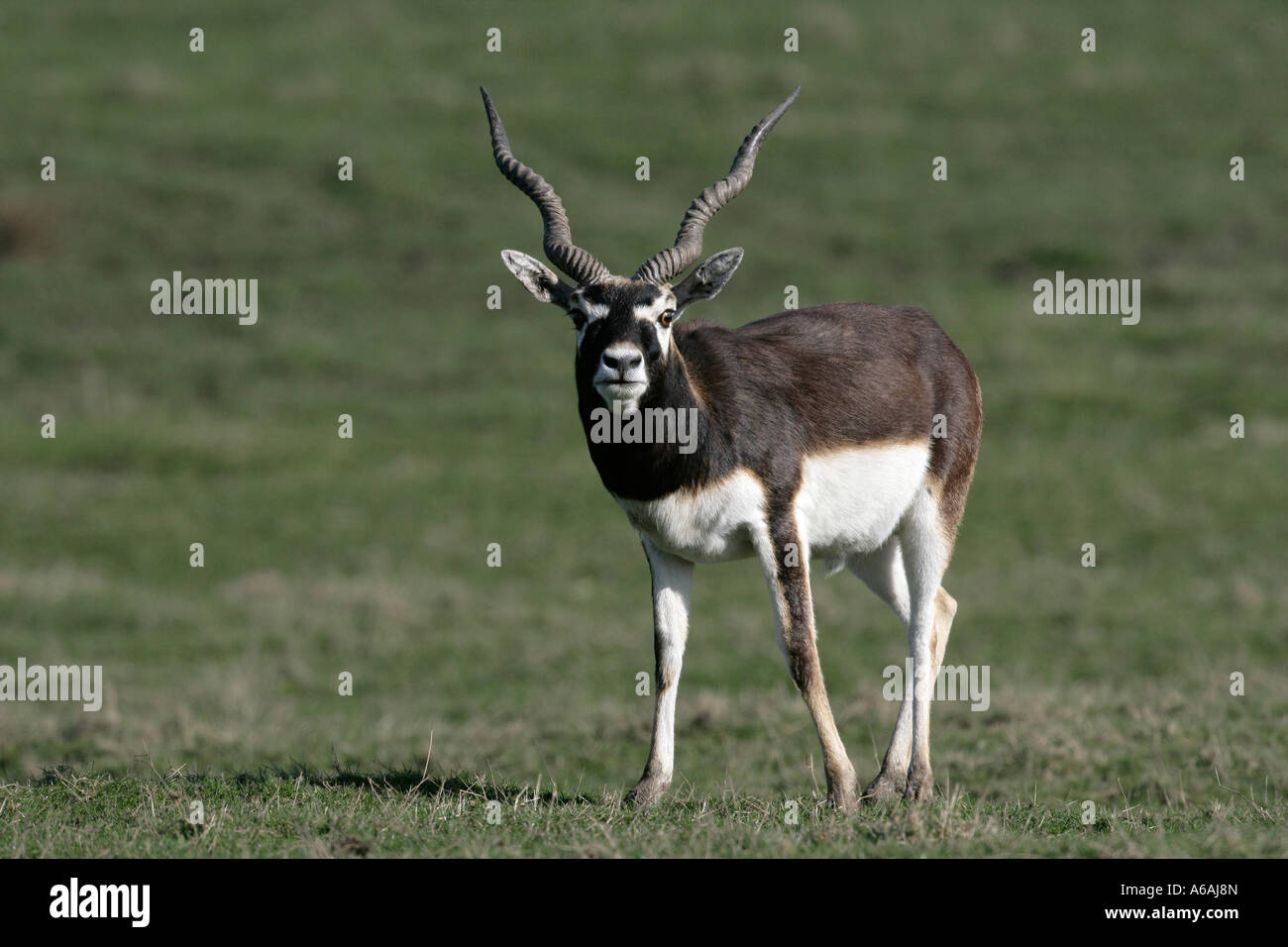 White blackbuck hi-res stock photography and images - Alamy