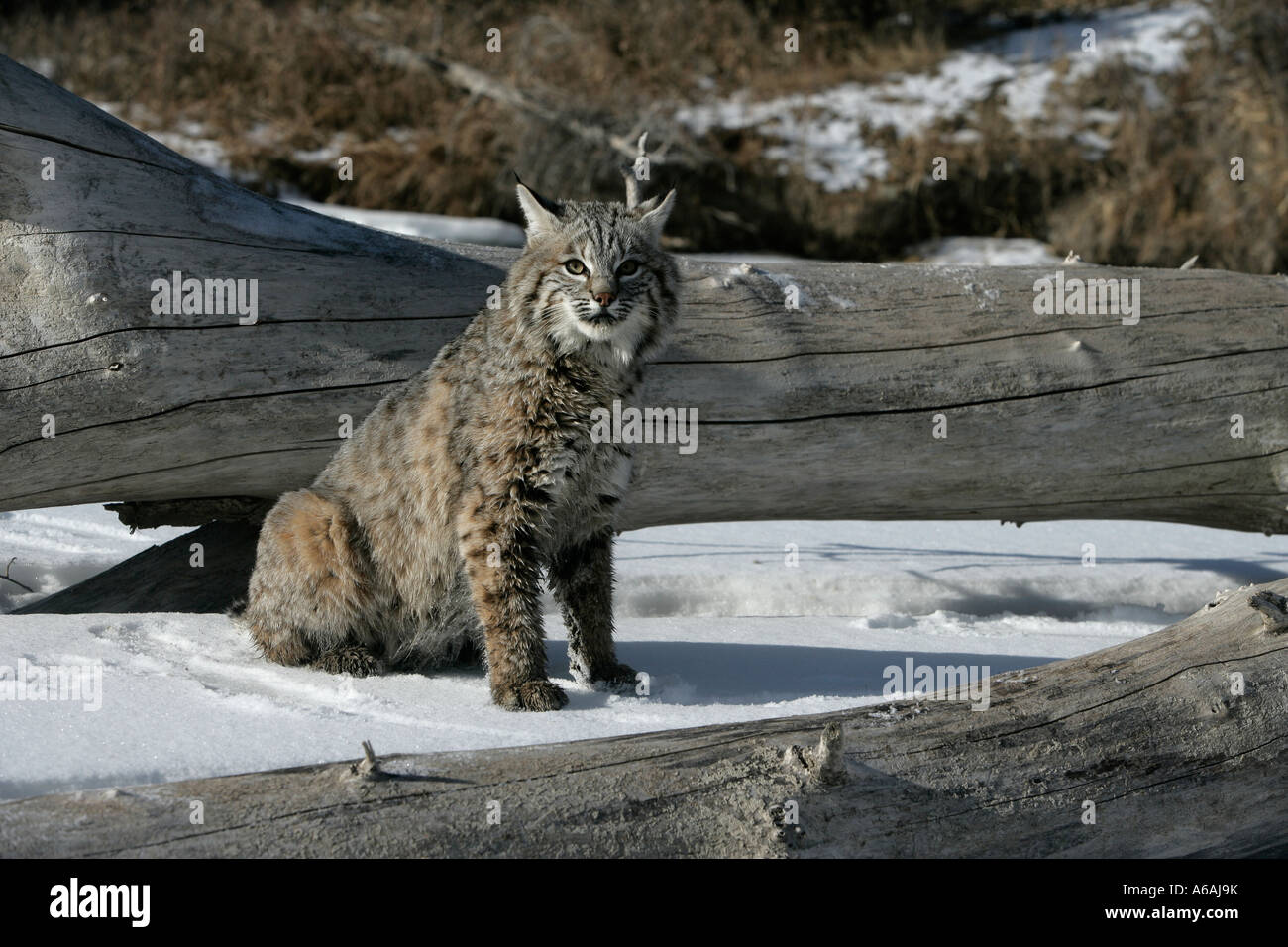 Bobcat blue Lynx rufus Stock Photo - Alamy