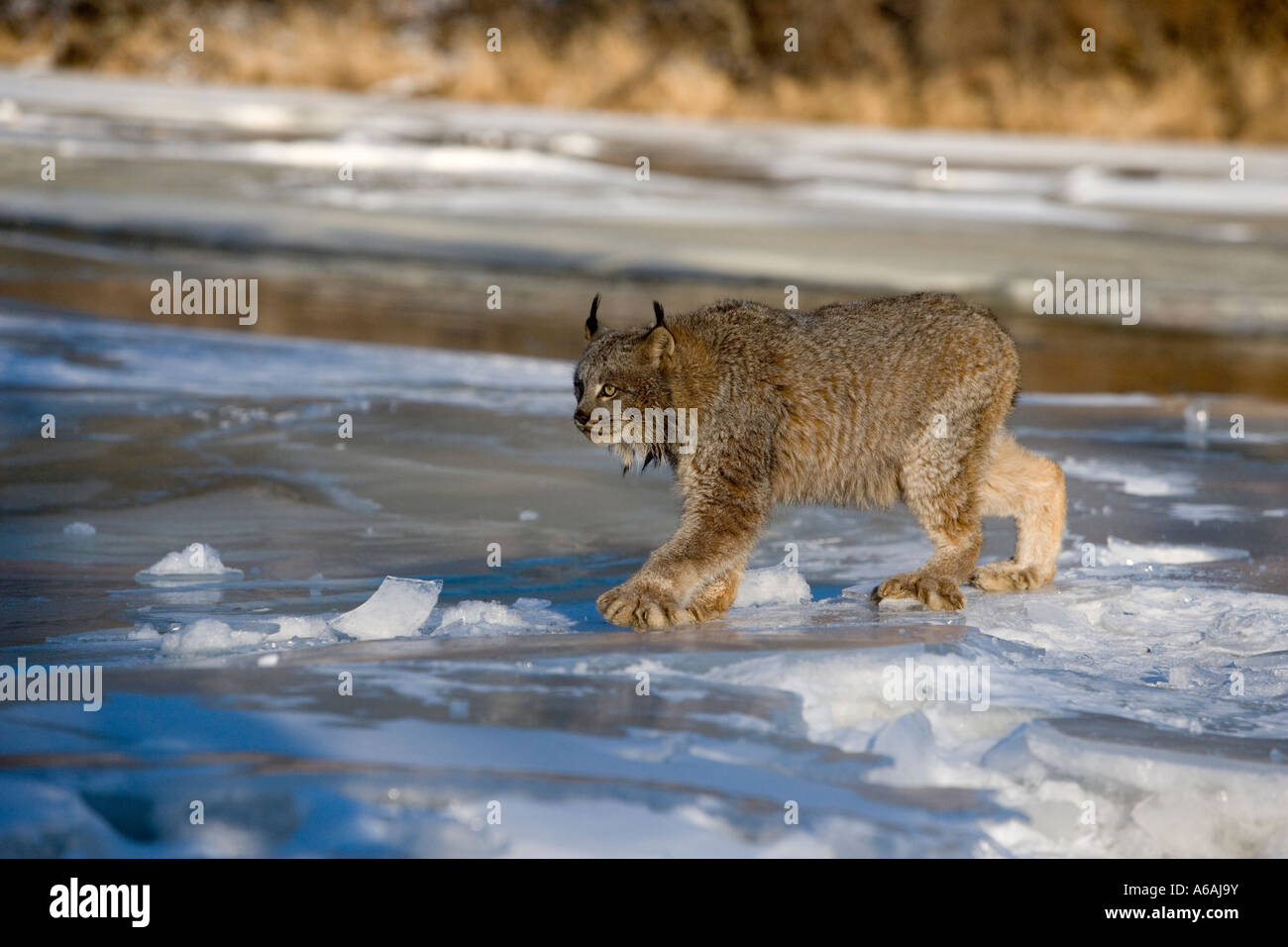 Canadian lynx hi-res stock photography and images - Alamy