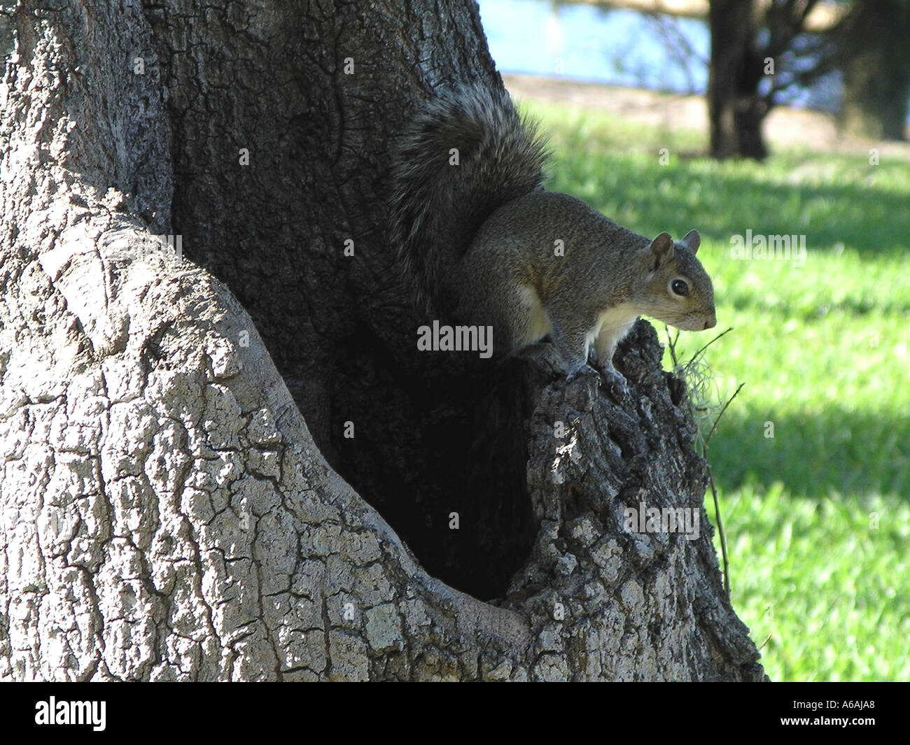 Mr Squirrel checks for predators before leaving his oak tree home Stock ...