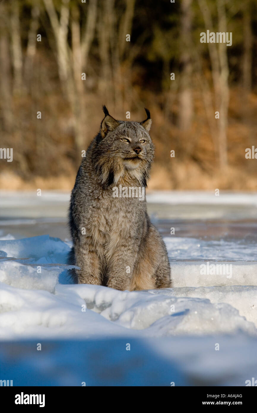 Canadian lynx Lynx lynx canadensis Stock Photo - Alamy