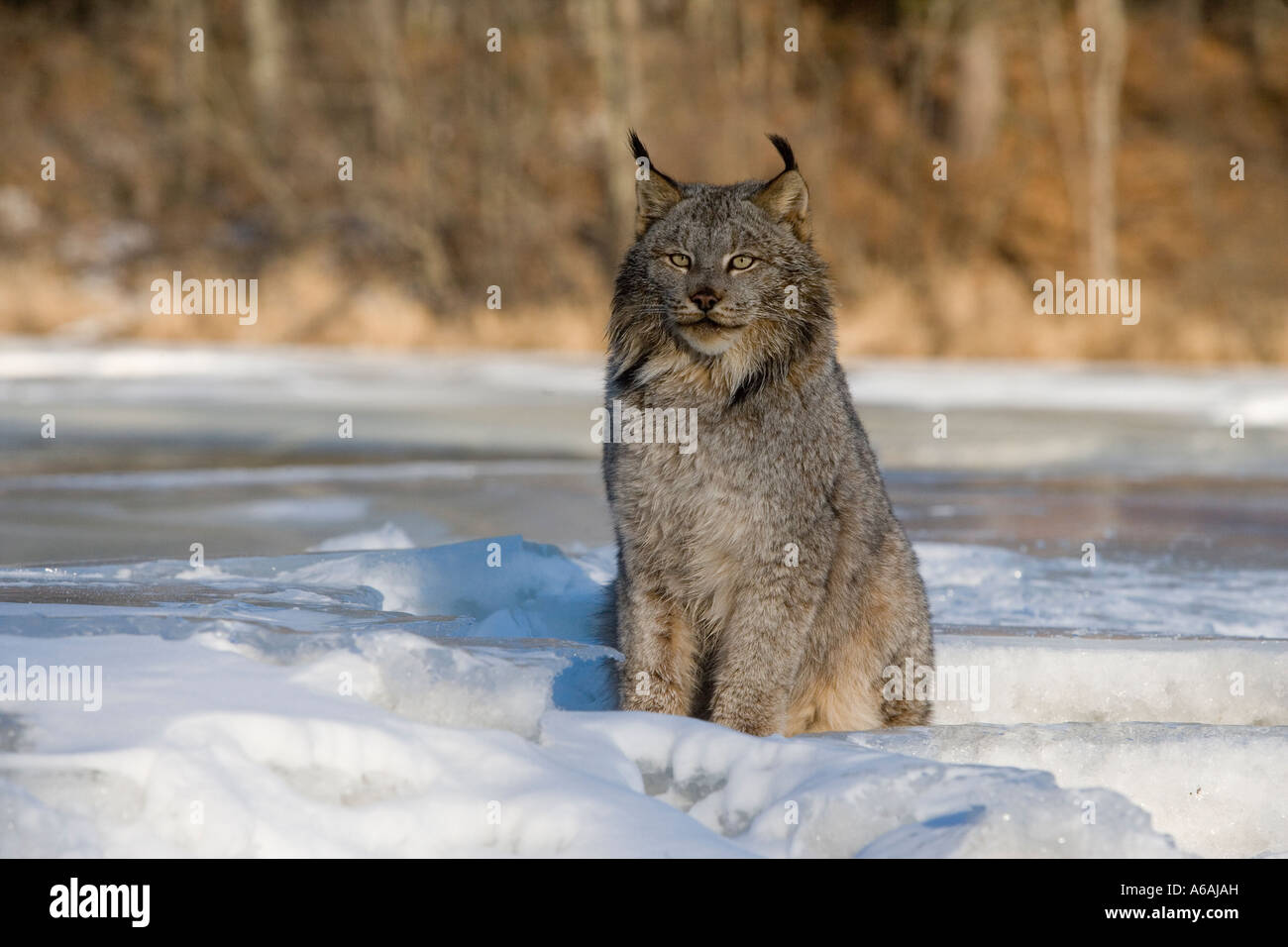 Canadian lynx Lynx lynx canadensis Stock Photo - Alamy