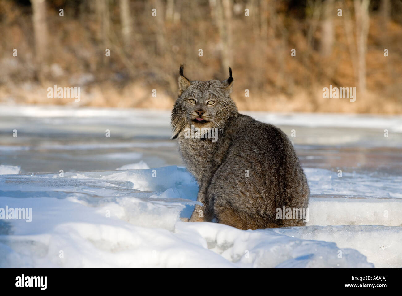 Anadensis hi-res stock photography and images - Alamy